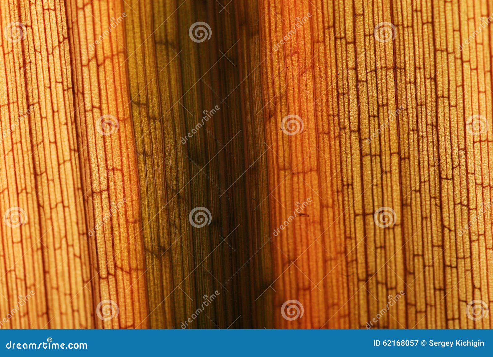 Texture plant fiber leaf stock image. Image of ecology - 62168057
