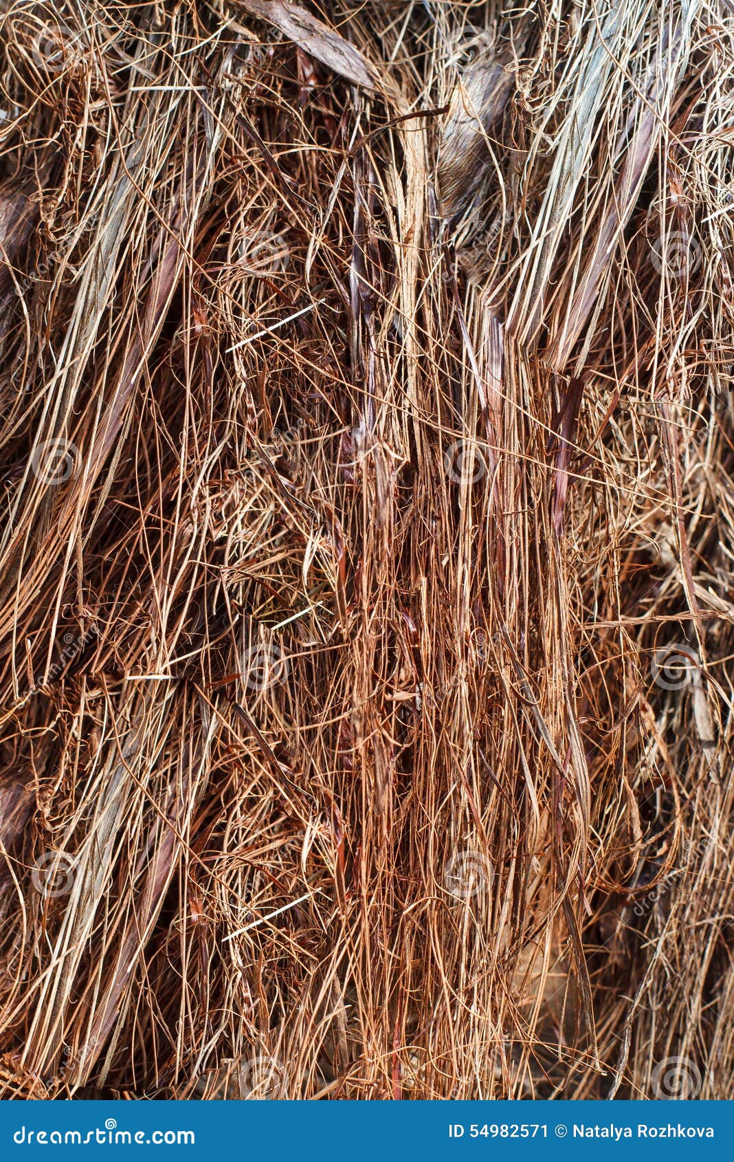 Texture of the Plant Fibers Stock Image - Image of detail, roots: 54982571