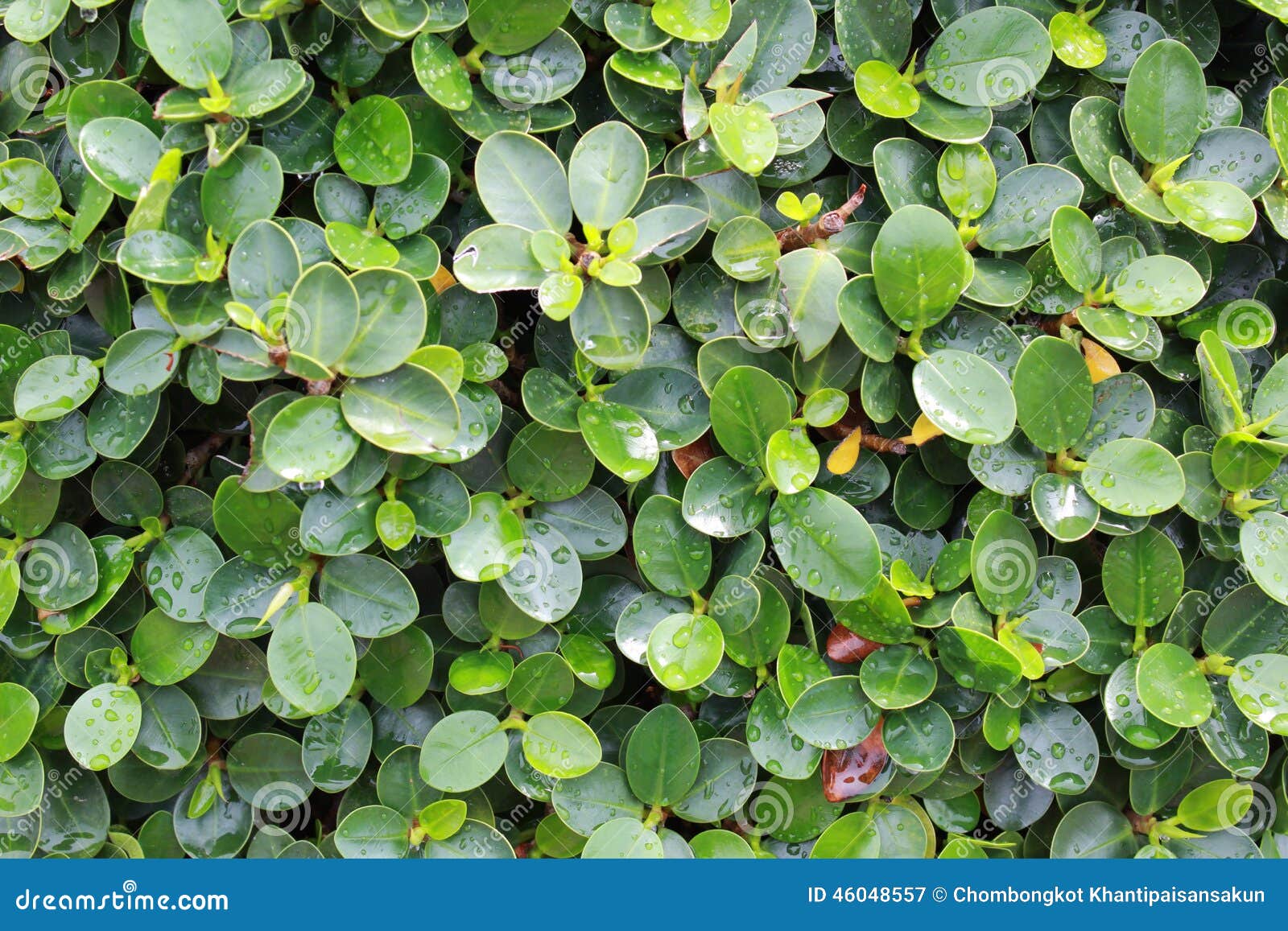 Texture of plants stock image. Image of wall, texture - 46048557