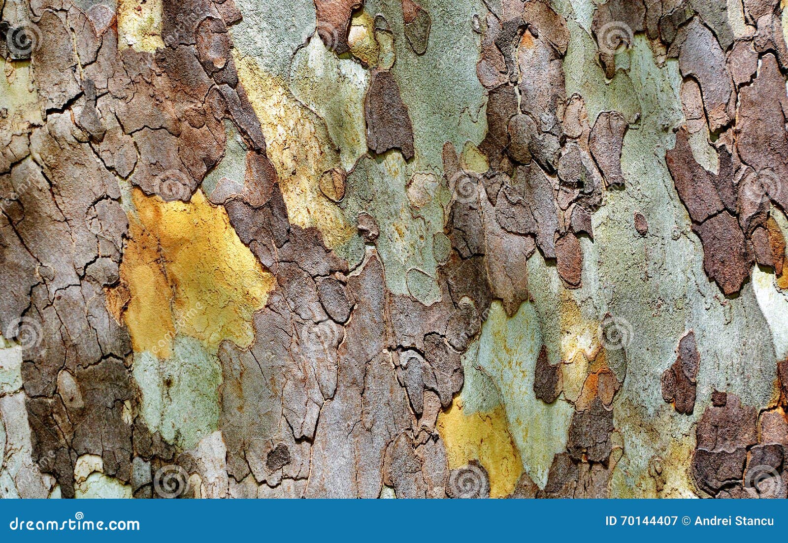 1,501 Platanus Tree Bark Stock Photos - Free & Royalty-Free Stock ...