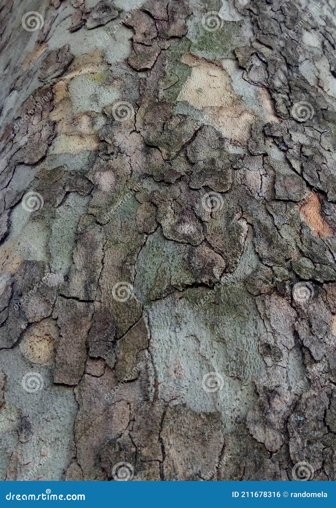 The Texture of the Platanus Tree`s Bark Stock Photo - Image of mature ...