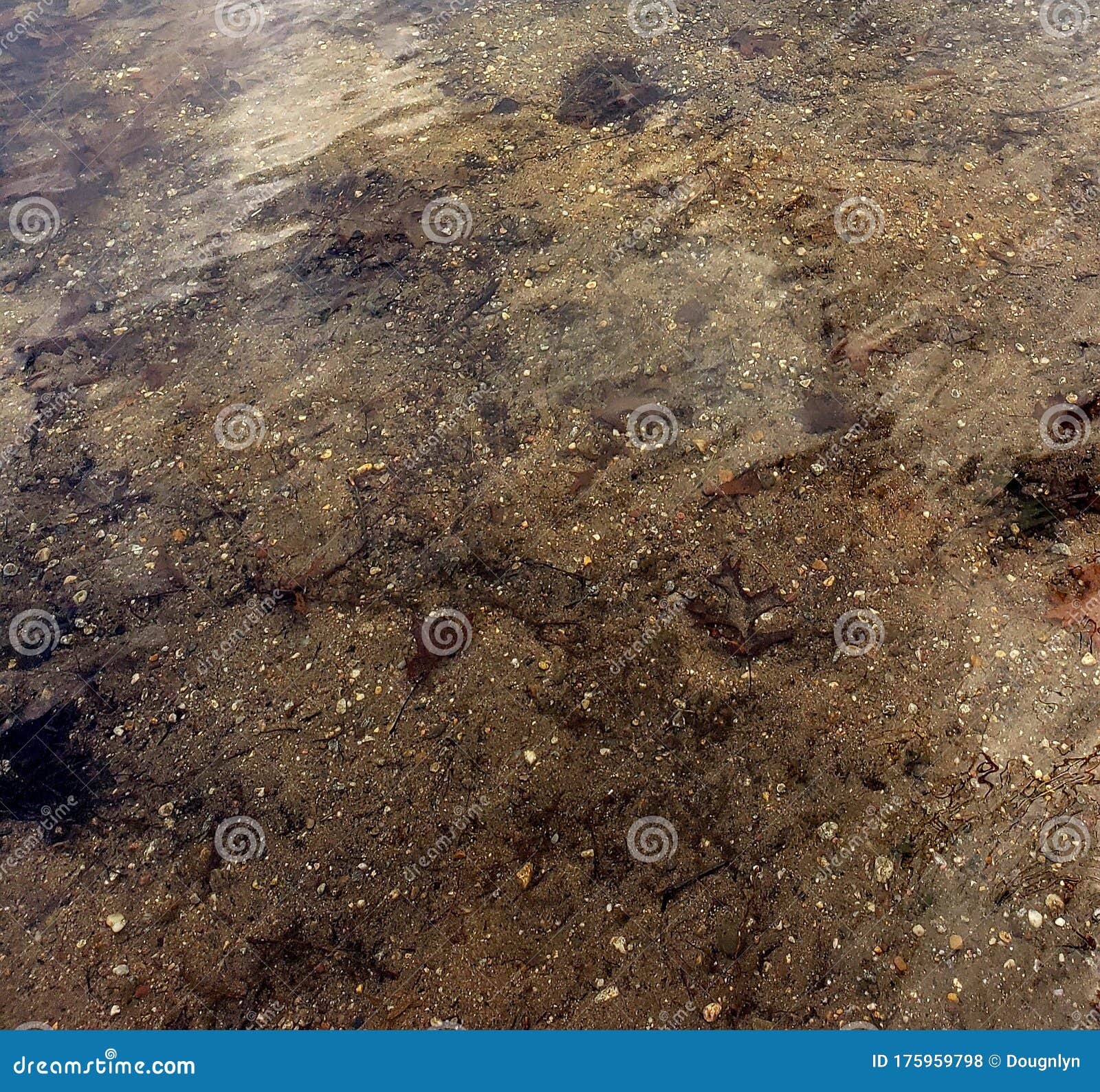 Texture of Pond Bottom stock photo. Image of texture - 175959798