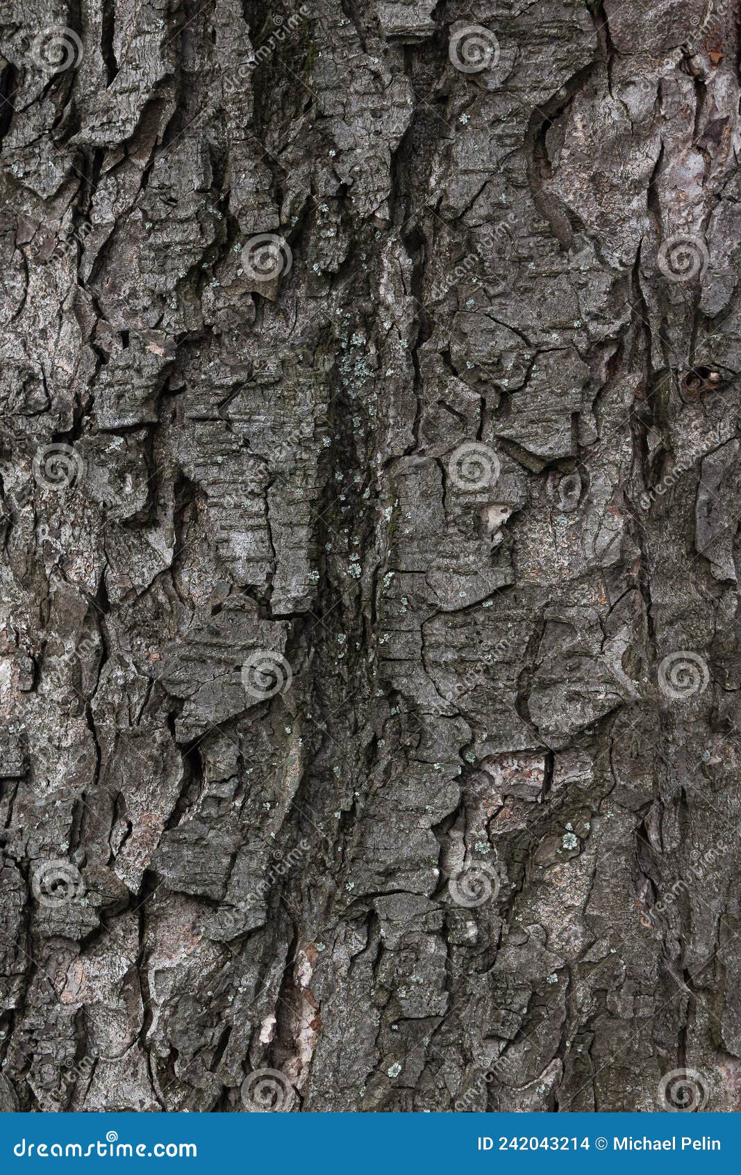 Texture of a Poplar Tree Bark Stock Photo - Image of texture, closeup ...