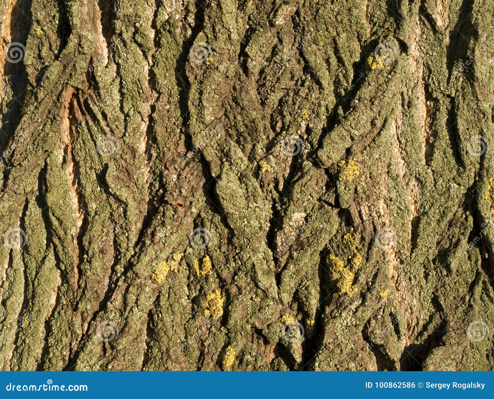 Poplar tree bark stock photo. Image of pattern, bark - 100862586