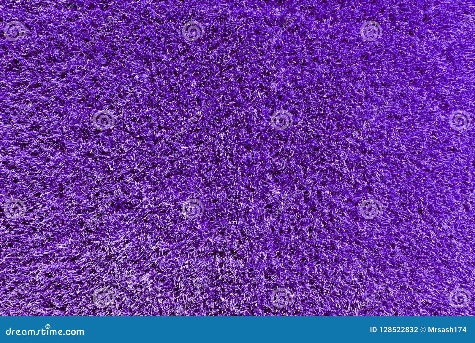 Texture of a Purple Grass Decorative Lawn. Stock Photo - Image of ...