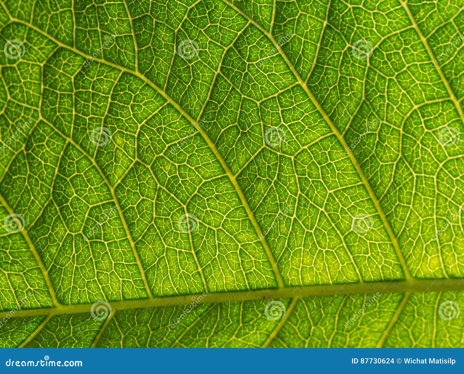 Texture of Purple Ivy Leaf stock photo. Image of crawler - 87730624