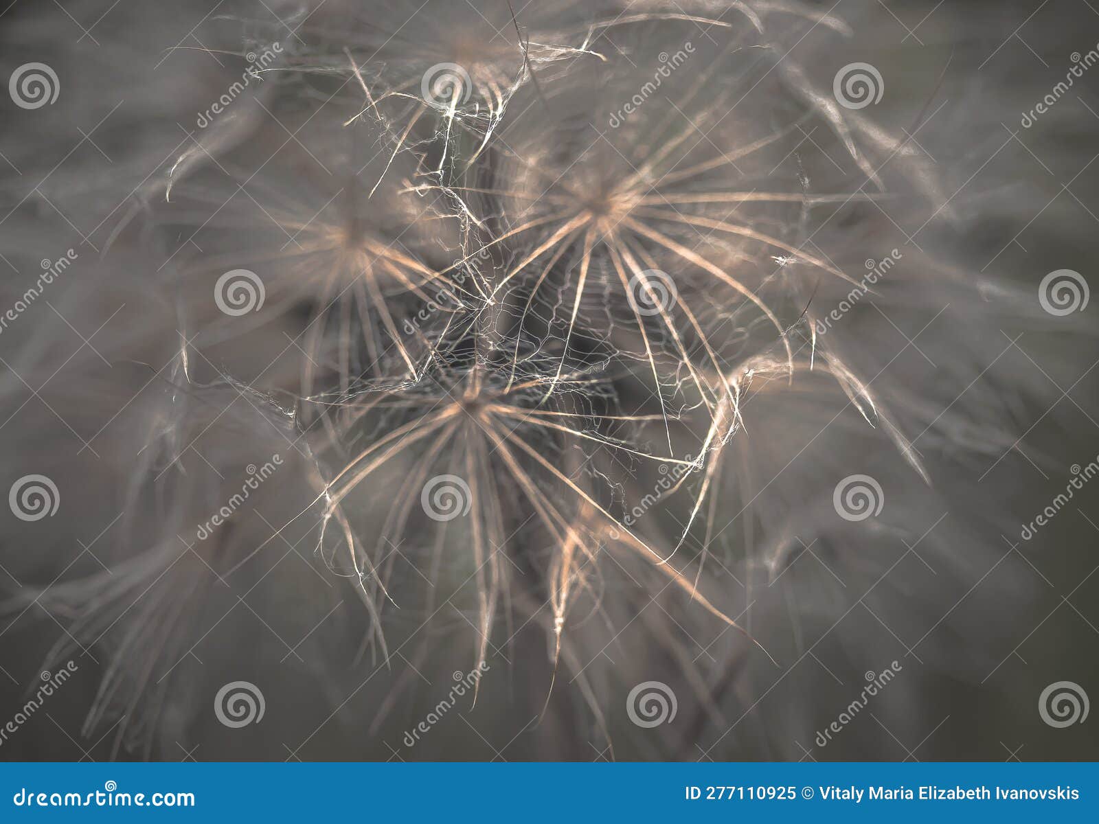 Texture or Quantum World of Dandelion Stock Image - Image of dandelion ...