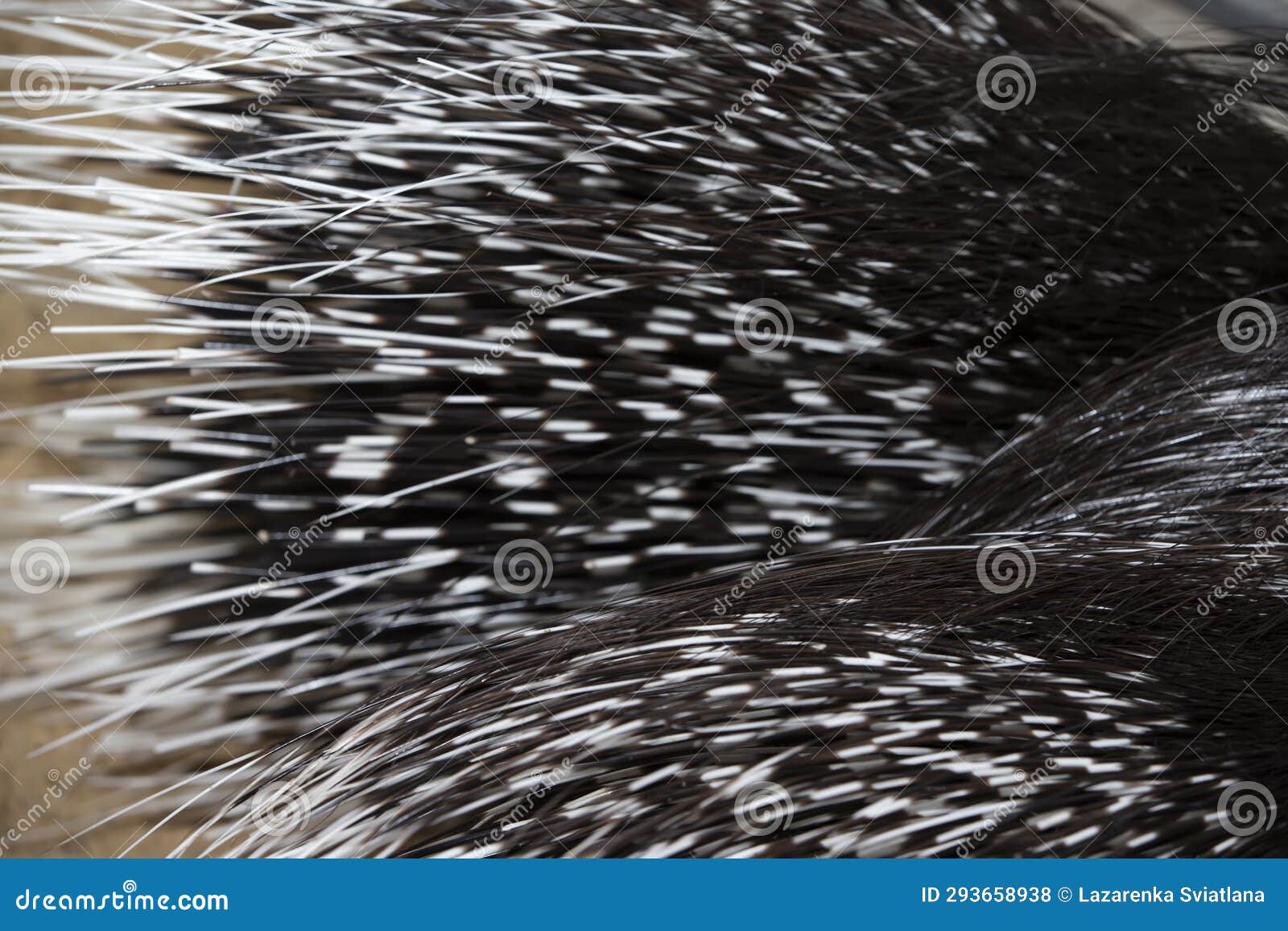 Texture Of Tail Guppy Fish Stock Photography | CartoonDealer.com #62593022