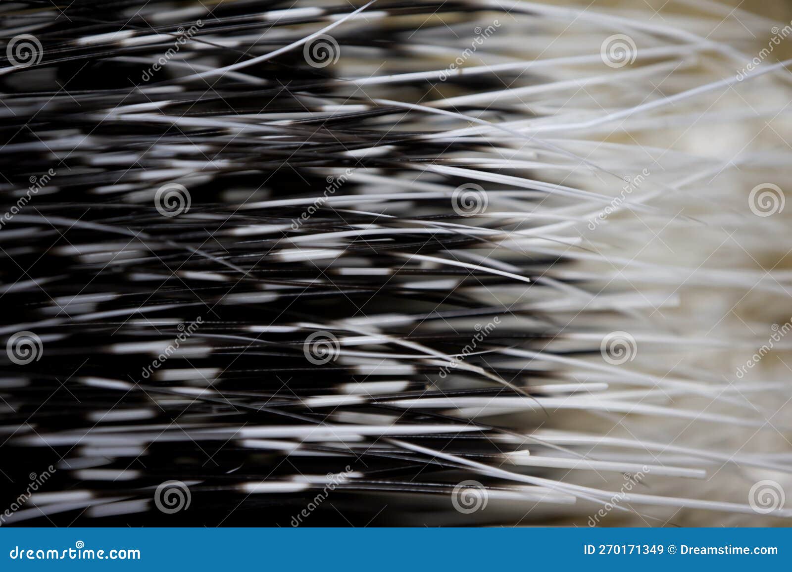Texture from the Quill Tail Stock Image - Image of tailed, background ...