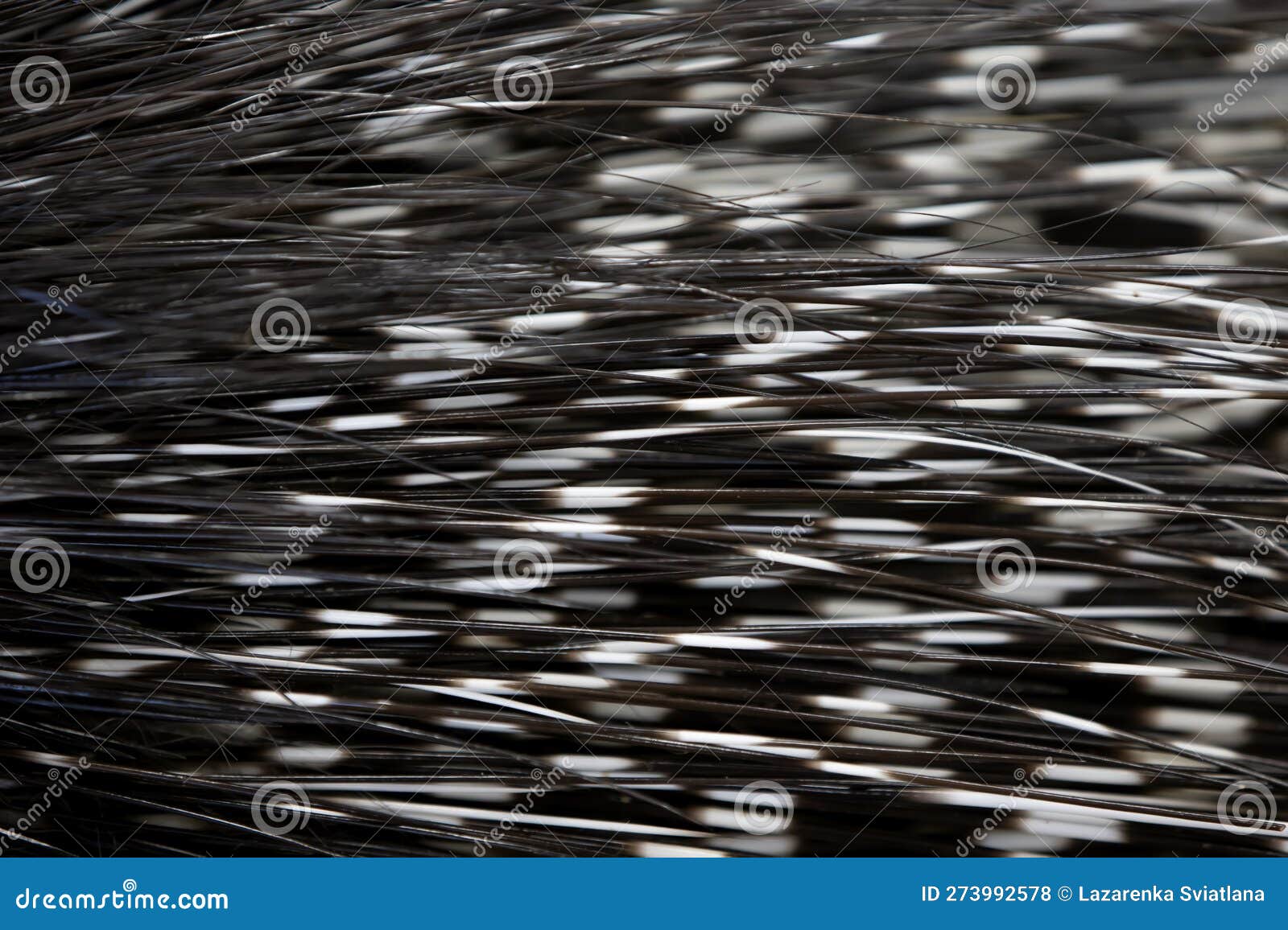 Texture Of Tail Siamese Fighting Fish Royalty-Free Stock Photography ...