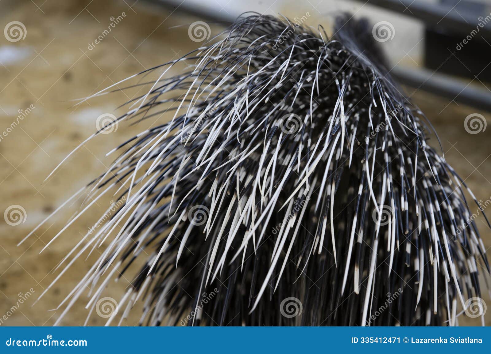 Texture from the Quill Tail Stock Illustration - Illustration of ...