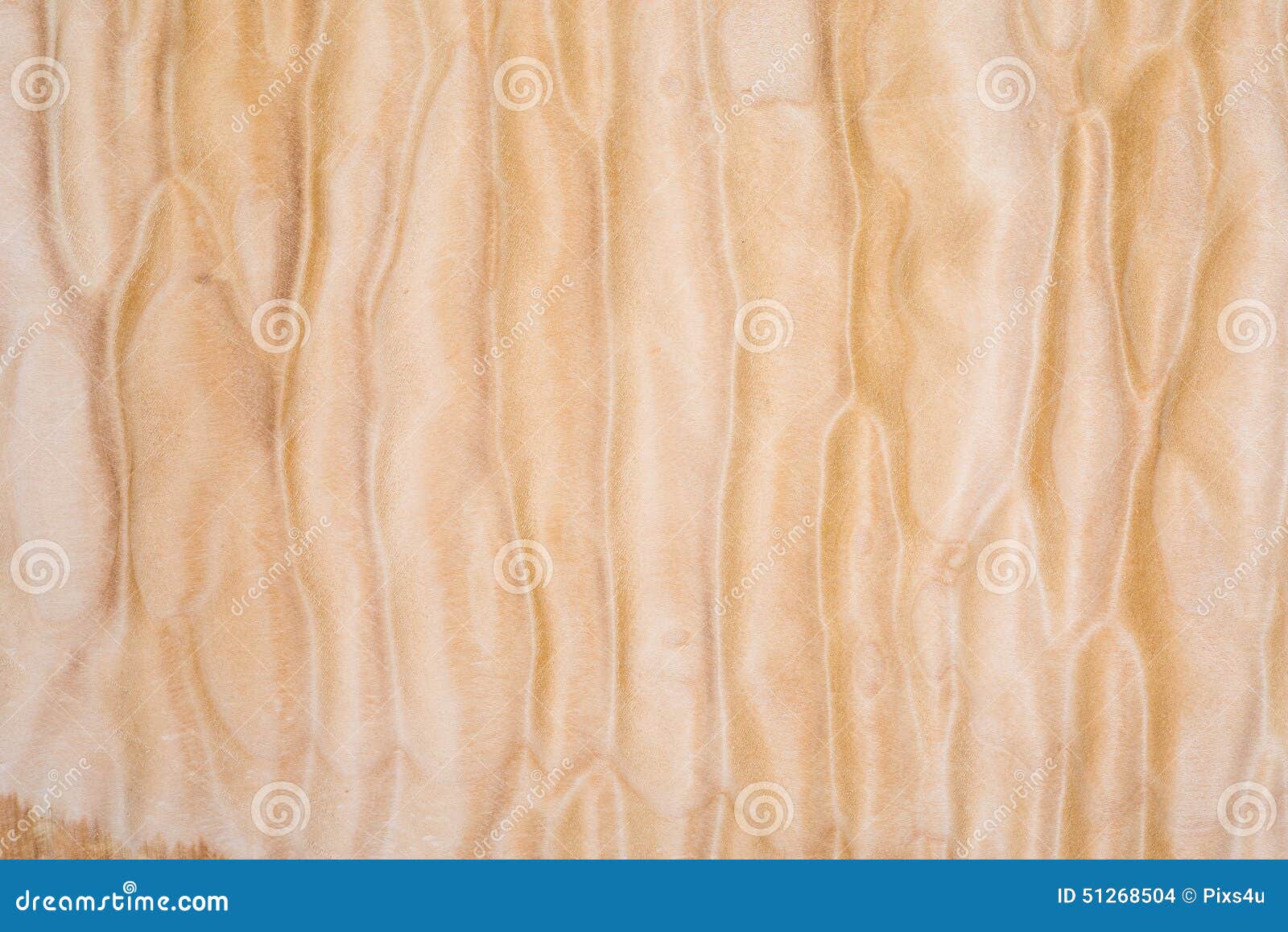 Texture of Quilted Maple stock photo. Image of maple - 51268504