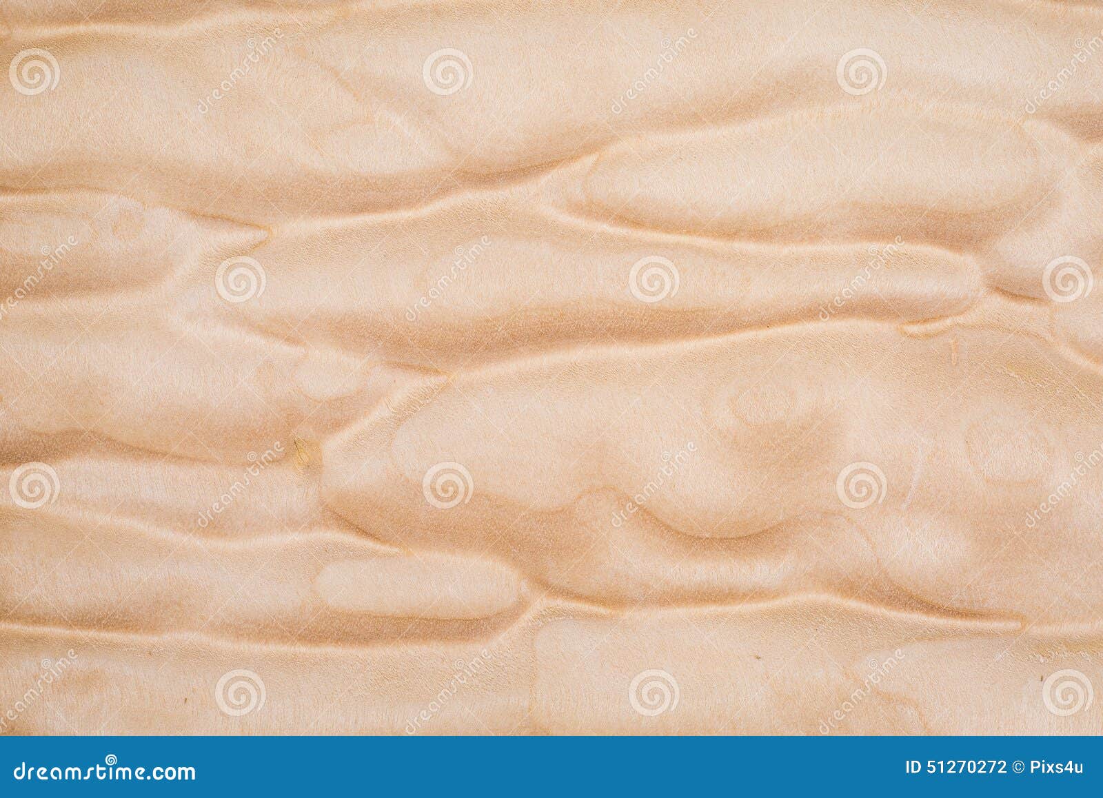 Texture of Quilted Maple stock photo. Image of board - 51270272