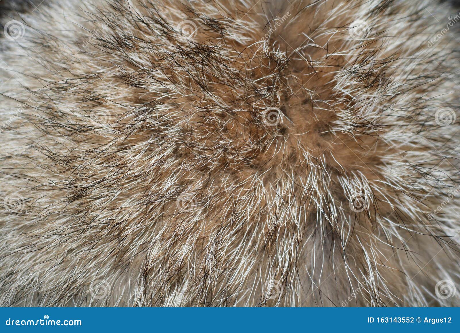 Texture of raccoon fur stock photo. Image of detail - 163143552