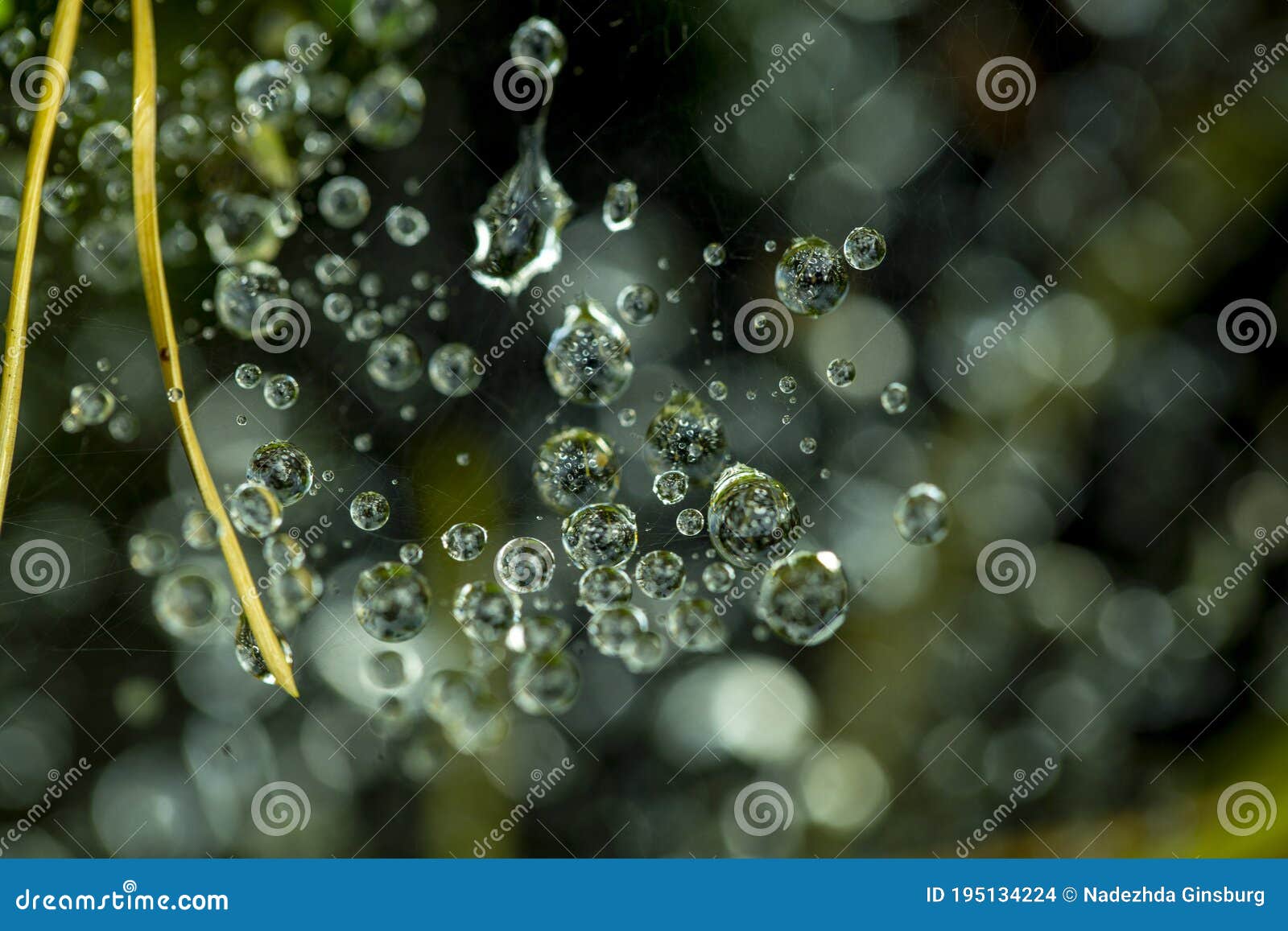 Texture of Raindrops on a Web in a Random Blur Stock Photo - Image of ...