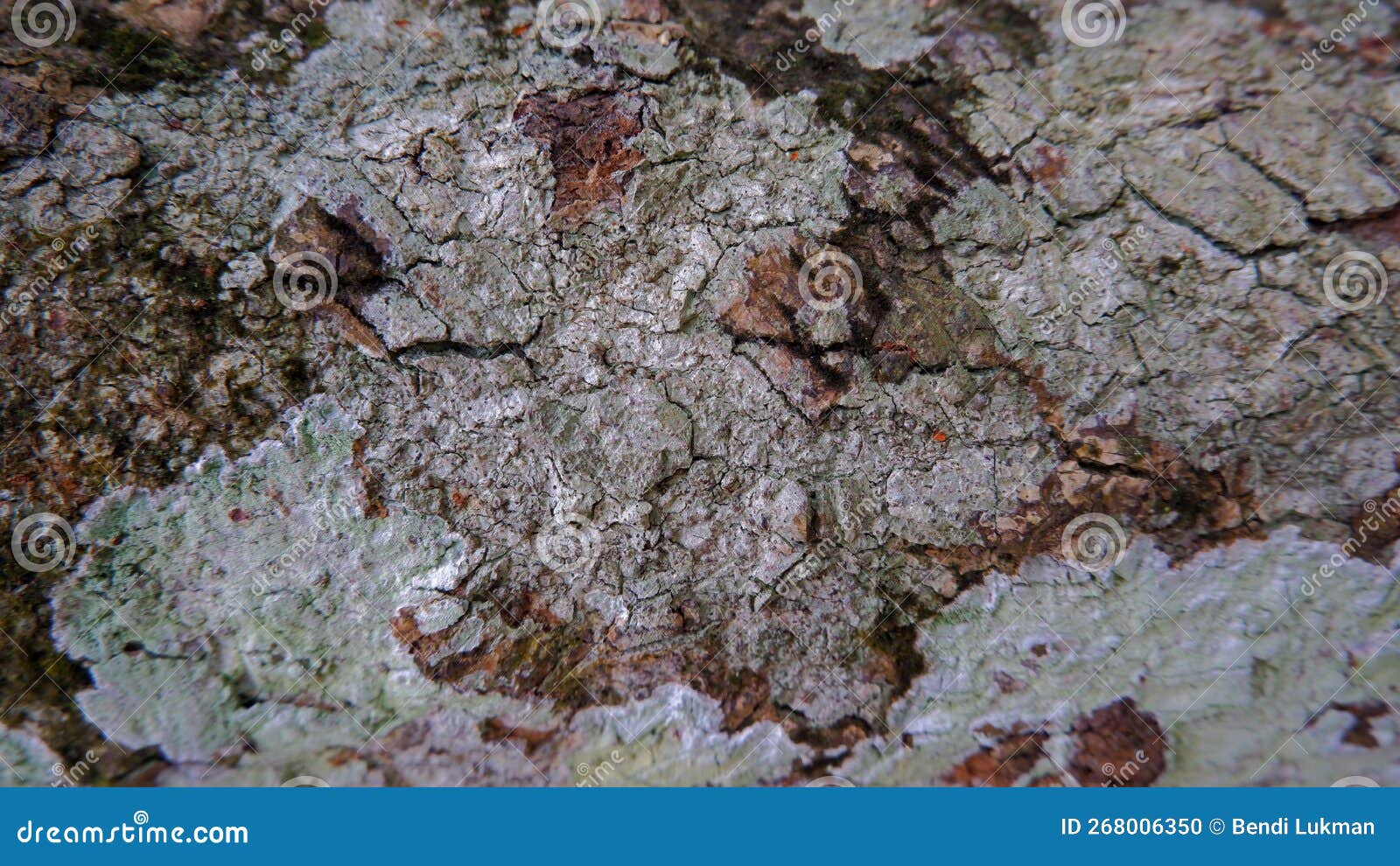 Rambutan Tree, Rambutan Plant Or Nephelium Lappaceum Linn And Ant ...