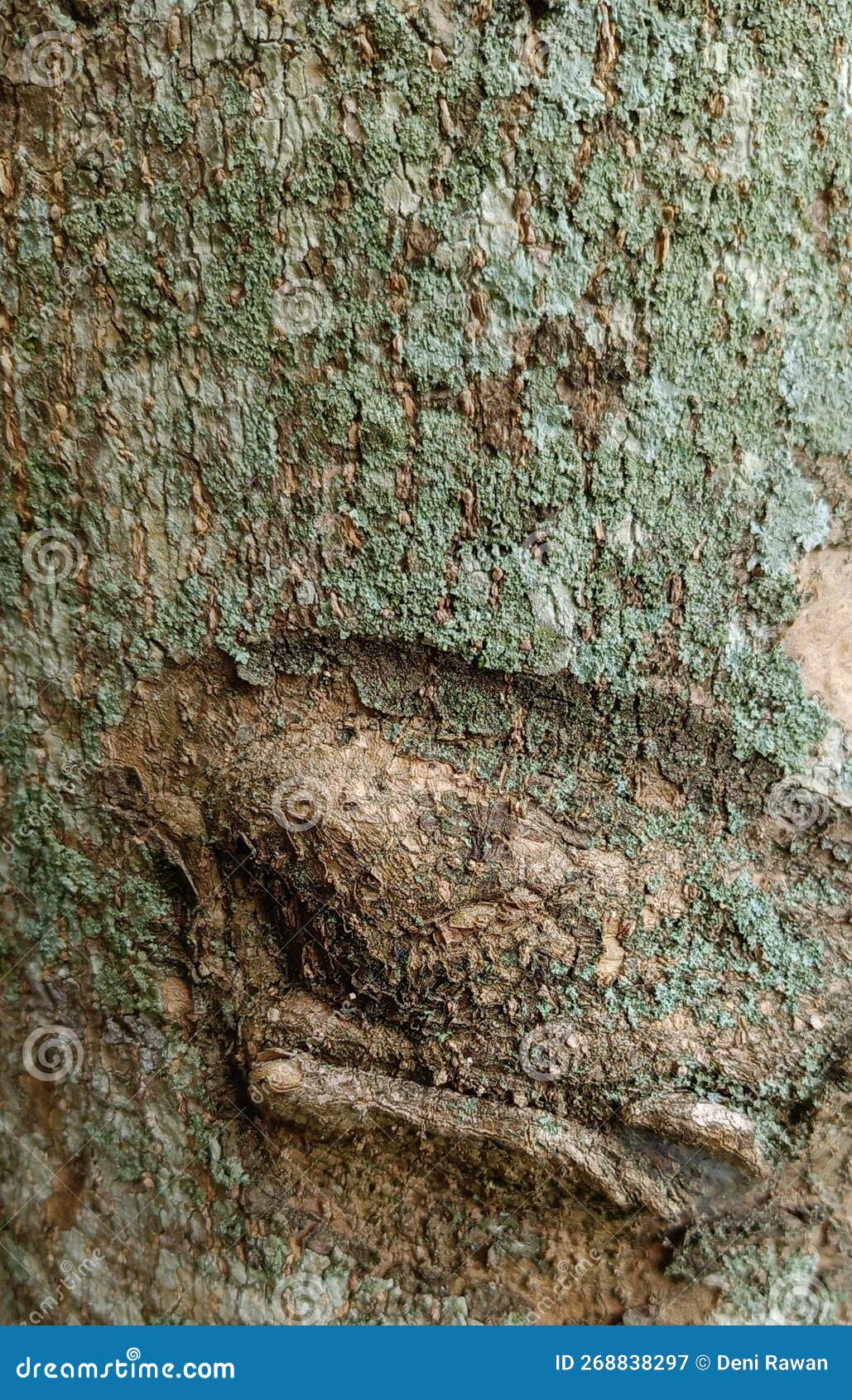 Texture of a Rare Mango Tree Trunk, Which is in the Forest beside the ...