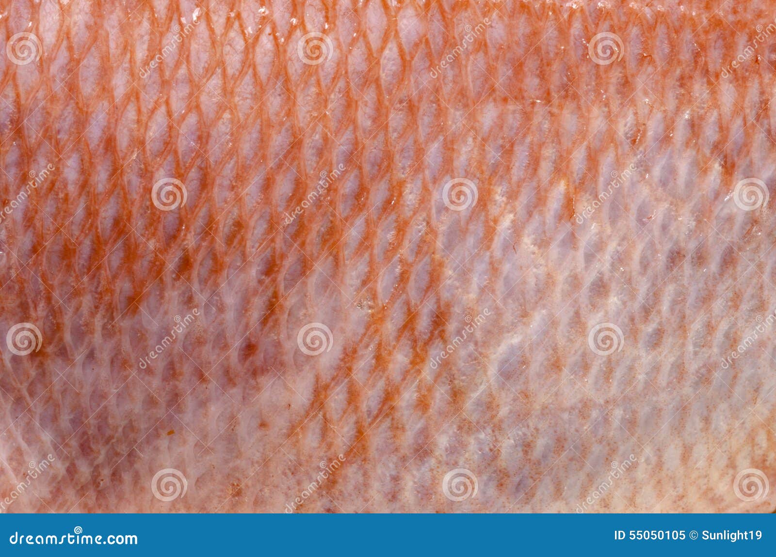Texture, Raw Red Fish, Macro. Stock Image - Image of food, texture ...