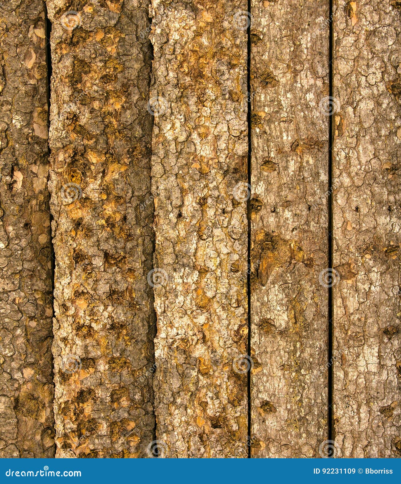Texture of raw tree bark. stock image. Image of grained - 92231109