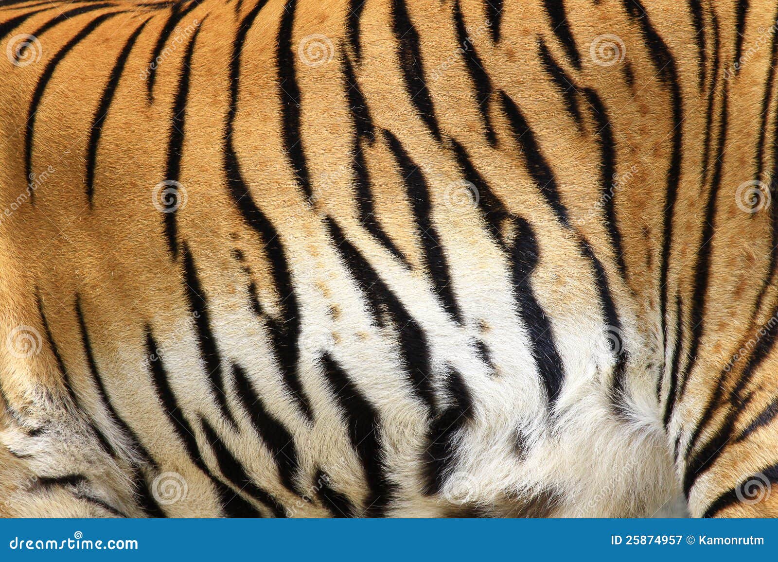 Real Tiger Fur Texture Striped Pattern Background Royalty-Free Stock ...