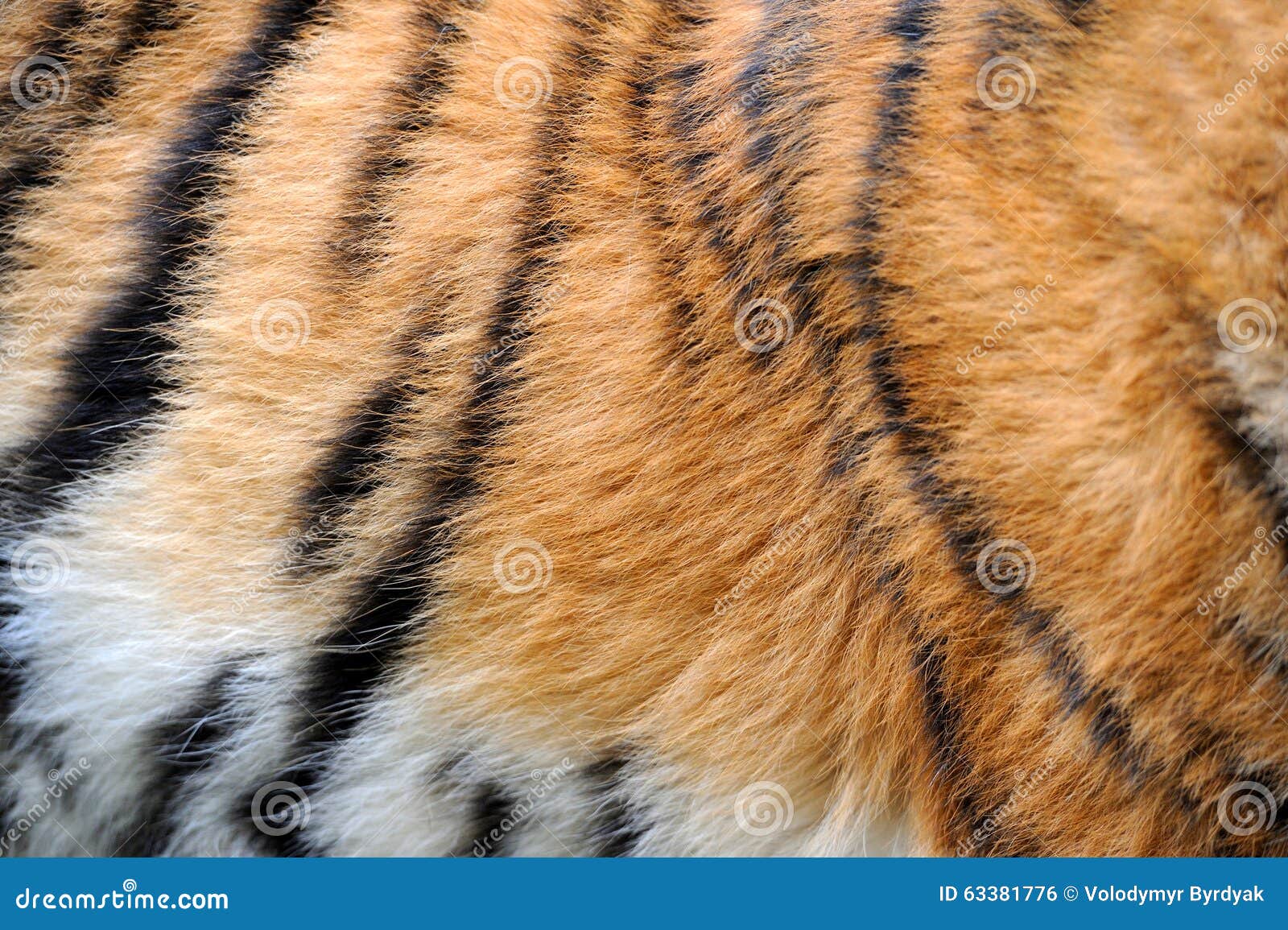 Real Tiger Fur Texture Striped Pattern Background Royalty-Free Stock ...