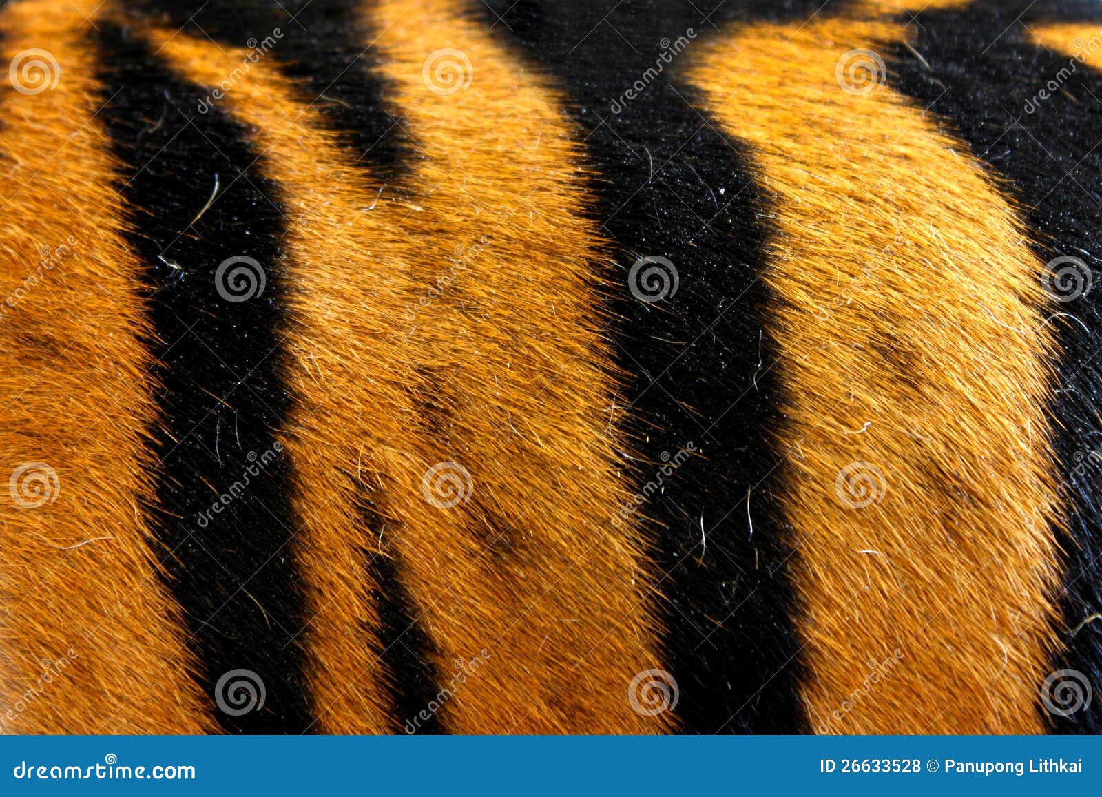 Texture of Real Tiger Skin (fur) Stock Photo - Image of wallpaper ...