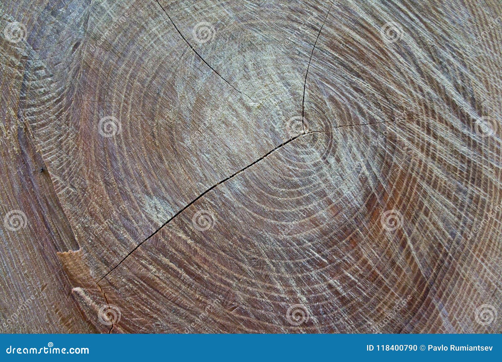 The Texture of a Recently Peeled Old Tree Shot Close-up Stock Photo ...