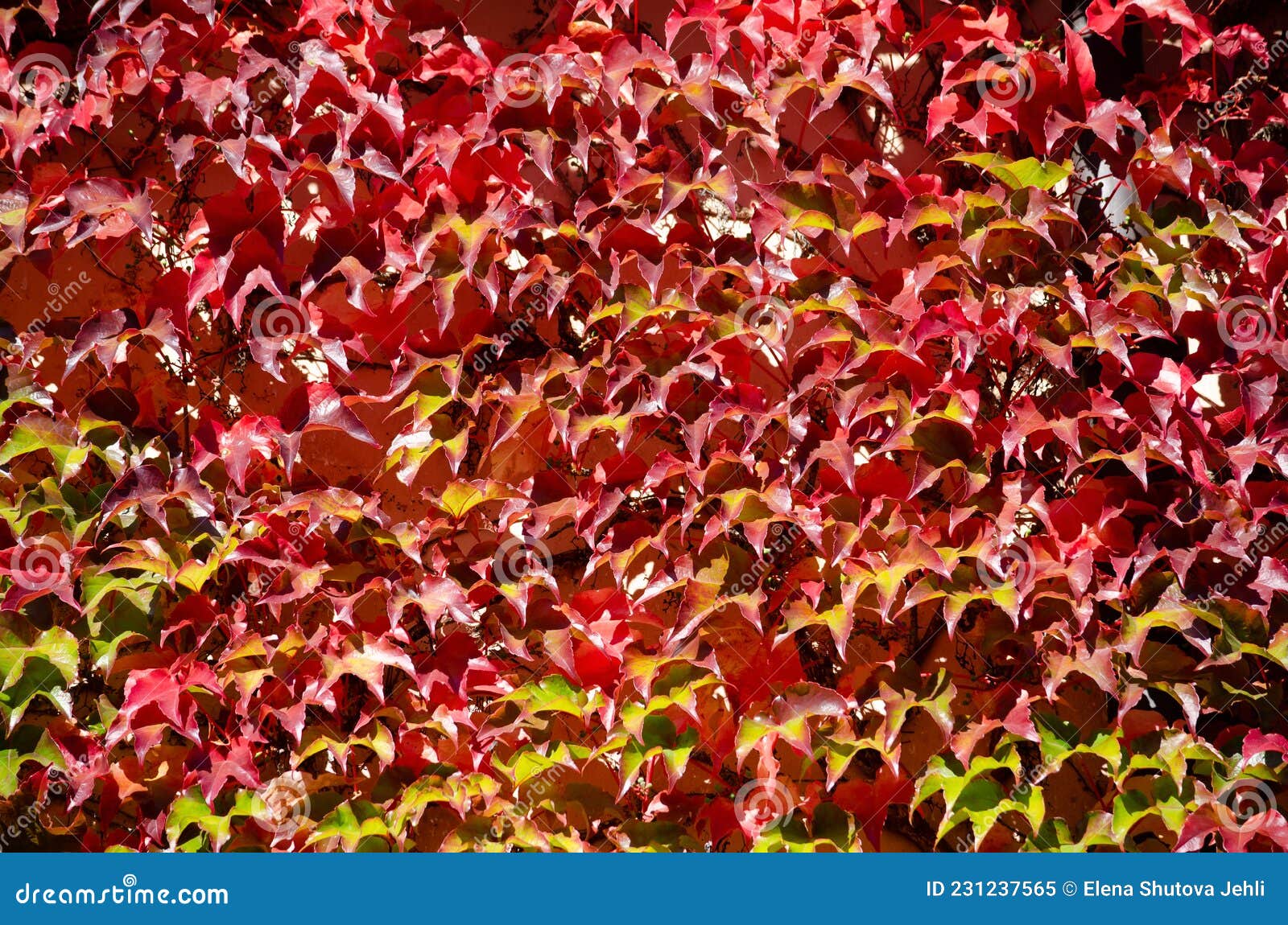 Texture of Red As Fire Grape Leaves on Sun during a Day Stock Image ...