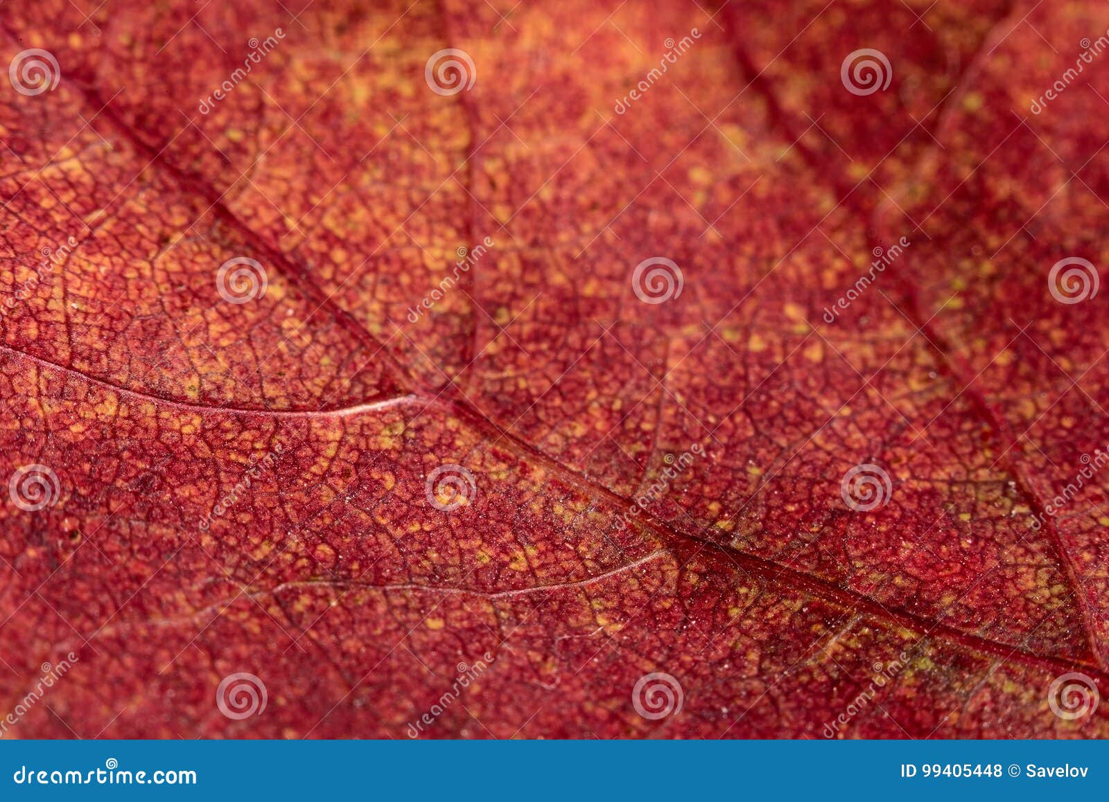 Texture of a Red Autumn Aspen Leaf Stock Photo - Image of bright ...
