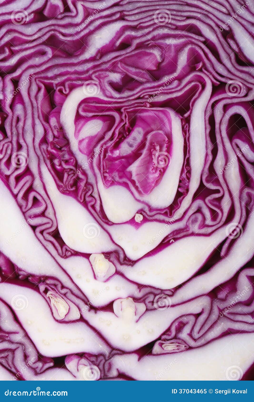 Texture of Red Cabbage Close Up. Macro Stock Image - Image of abstract ...