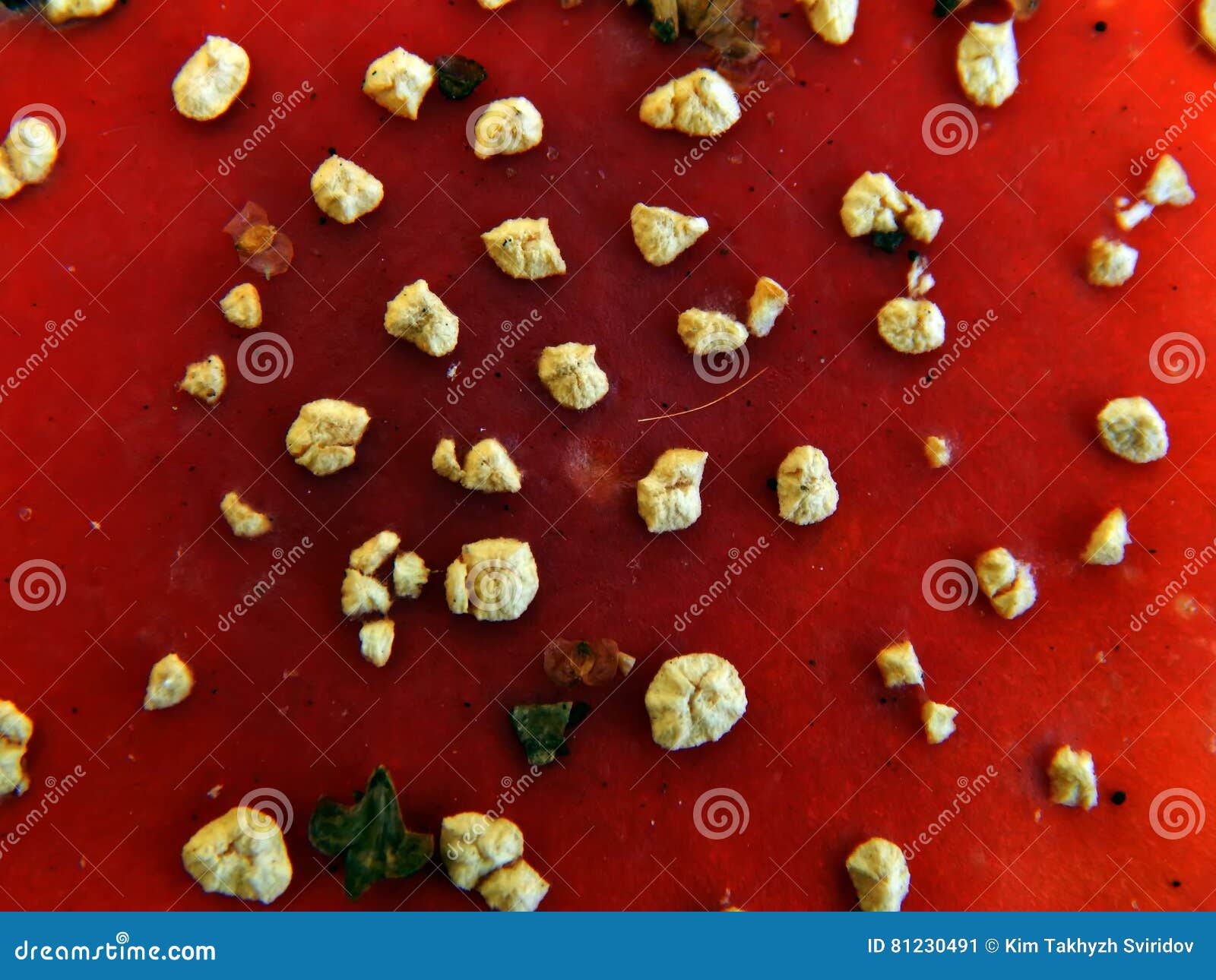 Texture Red Cap Mushroom Amanita Stock Image - Image of flora, deadly ...