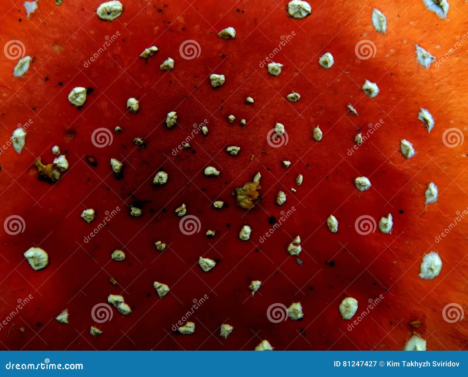 Texture Red Cap Mushroom Amanita Stock Image - Image of drug, colorful ...