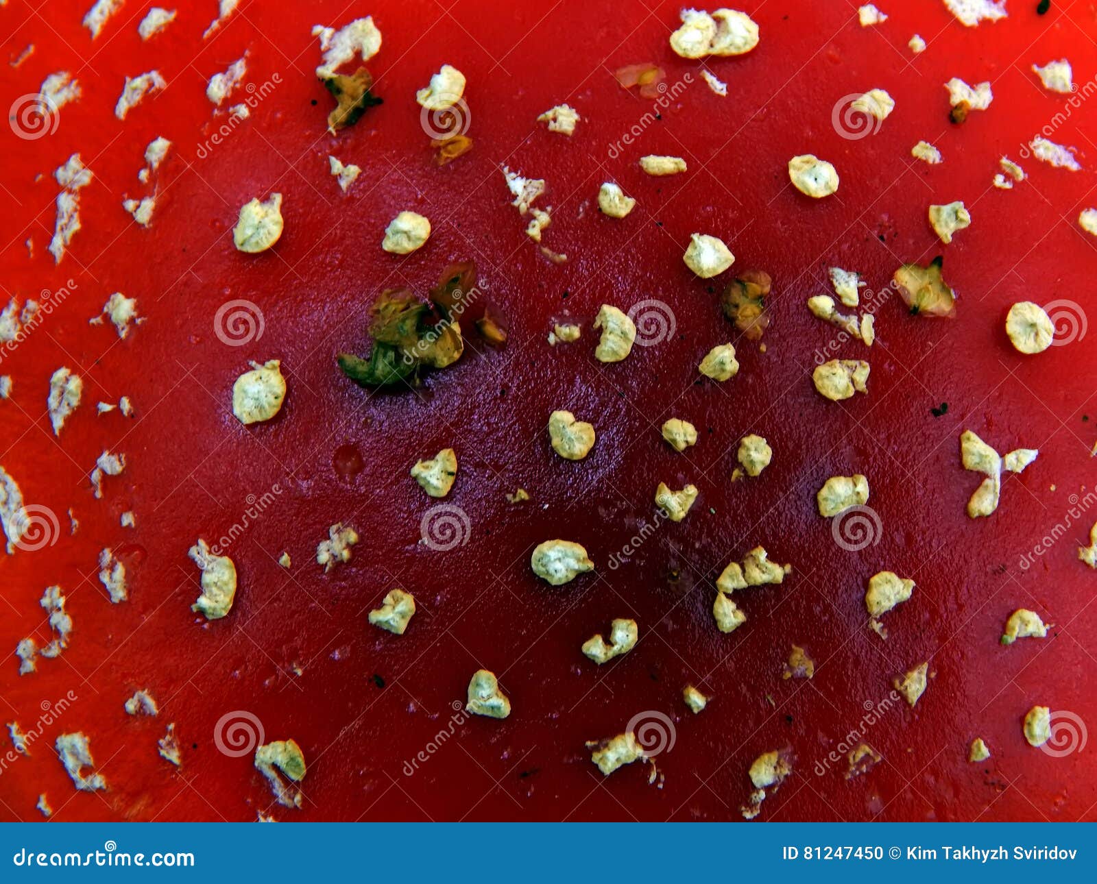Texture Red Cap Mushroom Amanita Stock Photo - Image of blank, close ...