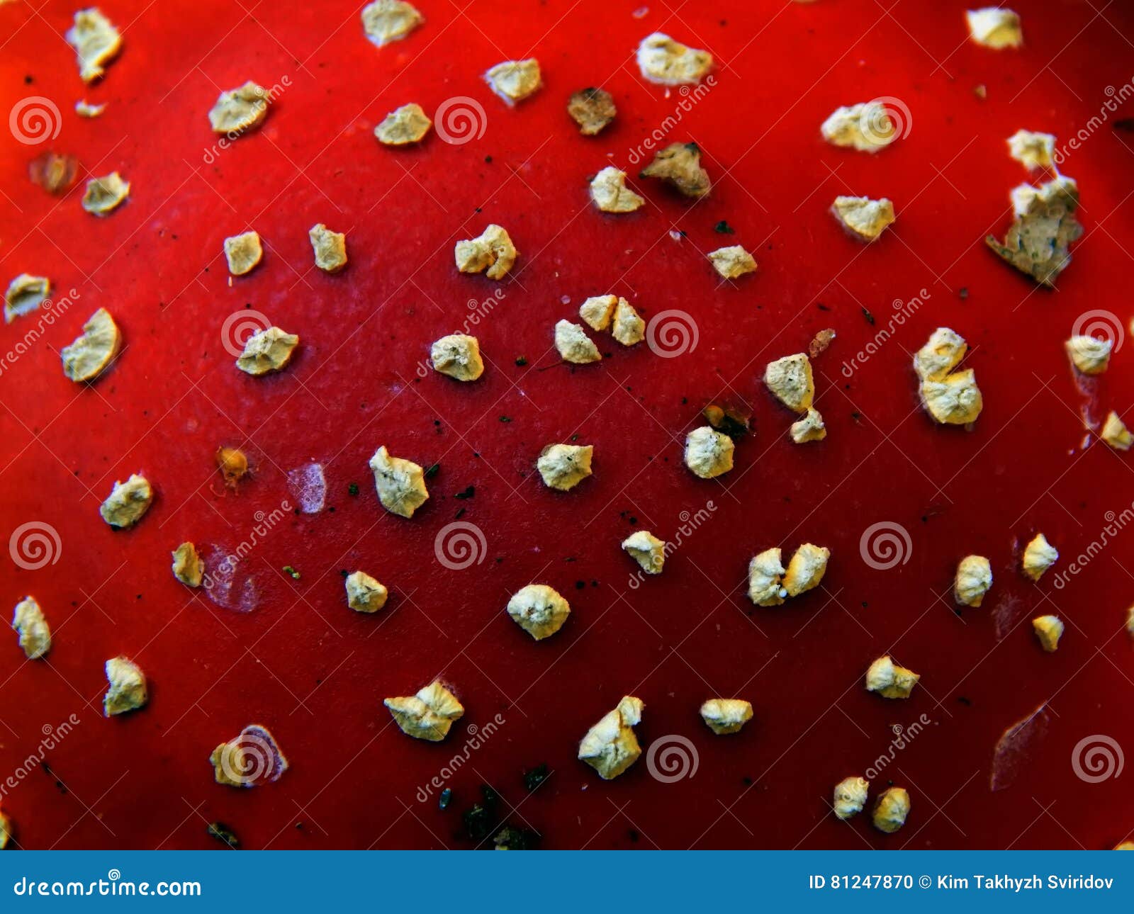 Texture Red Cap Mushroom Amanita Stock Photo - Image of fungi, biology ...