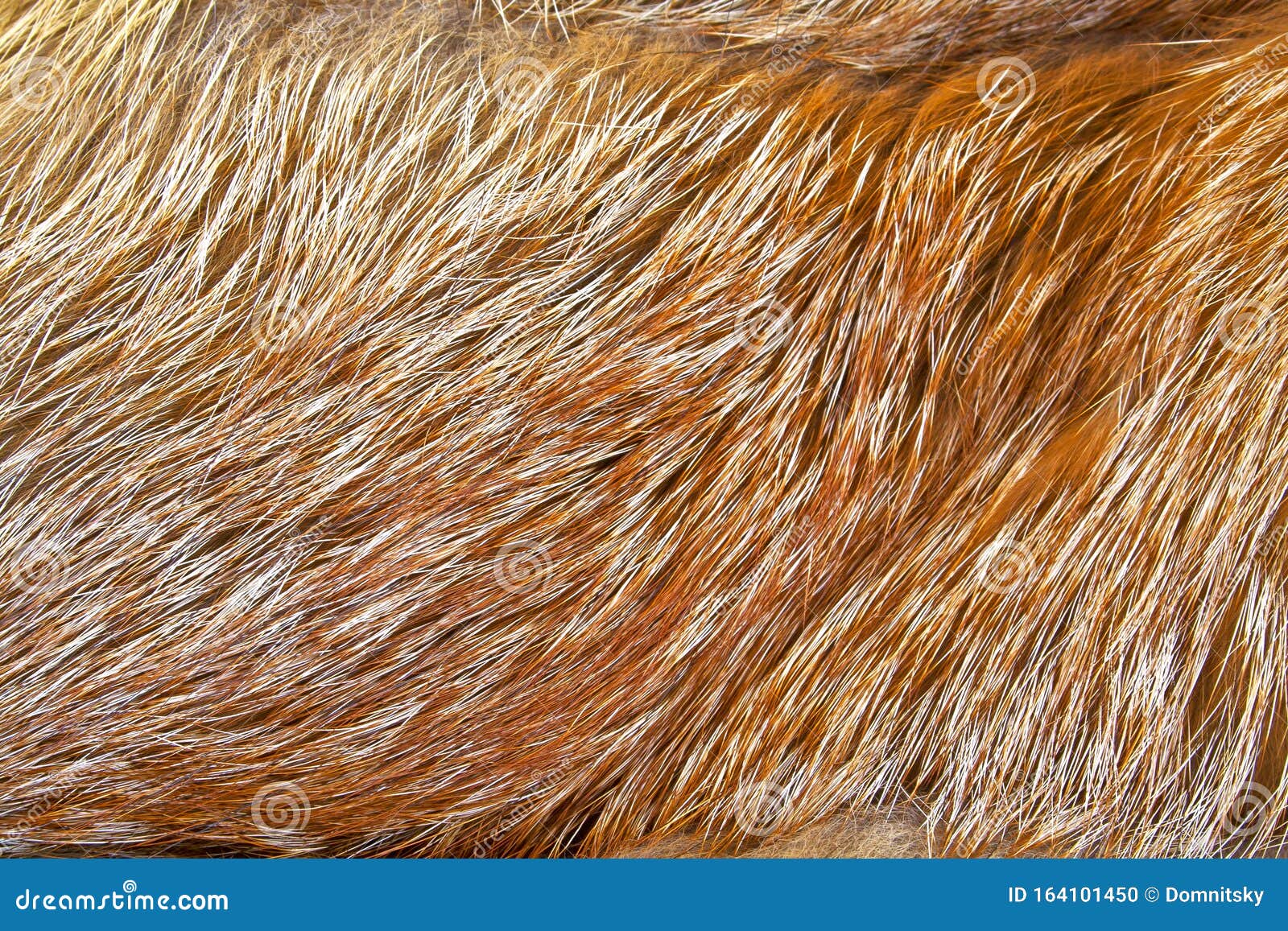 Texture of red fox fur stock photo. Image of background - 164101450