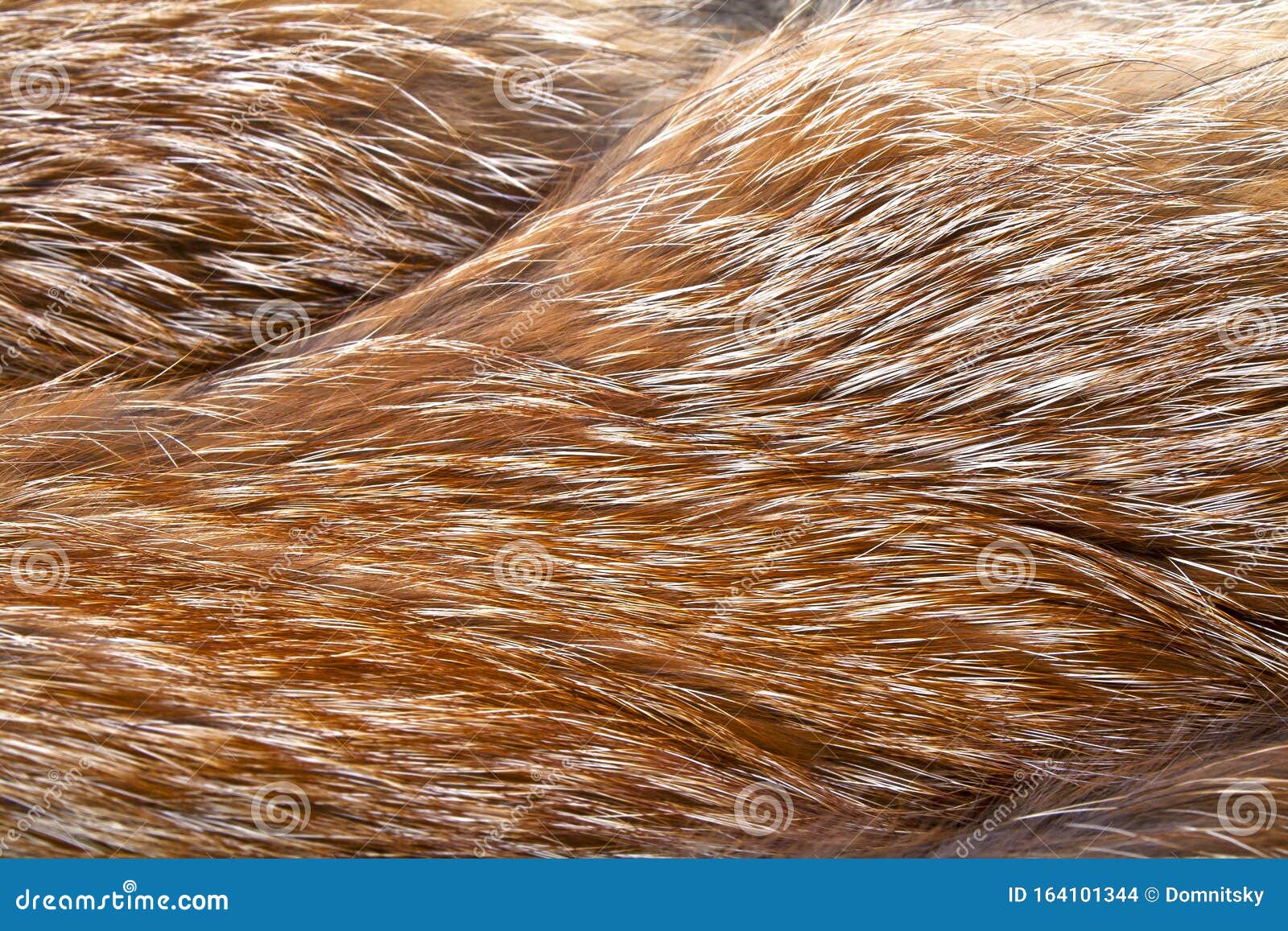 Texture of red fox fur stock photo. Image of detail - 164101344