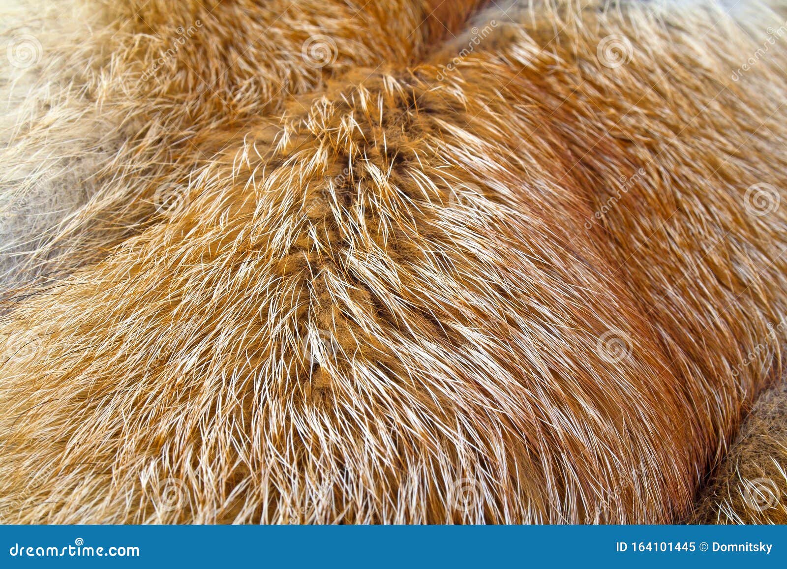 Texture of red fox fur stock image. Image of detail - 164101445