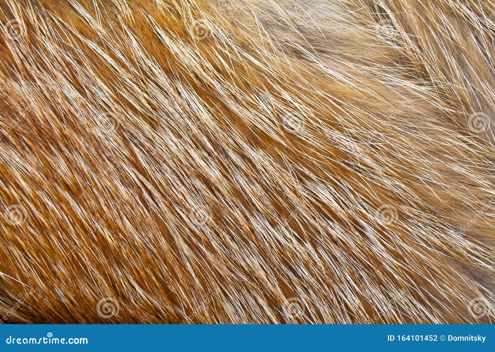 Texture of red fox fur stock photo. Image of striped - 164101452