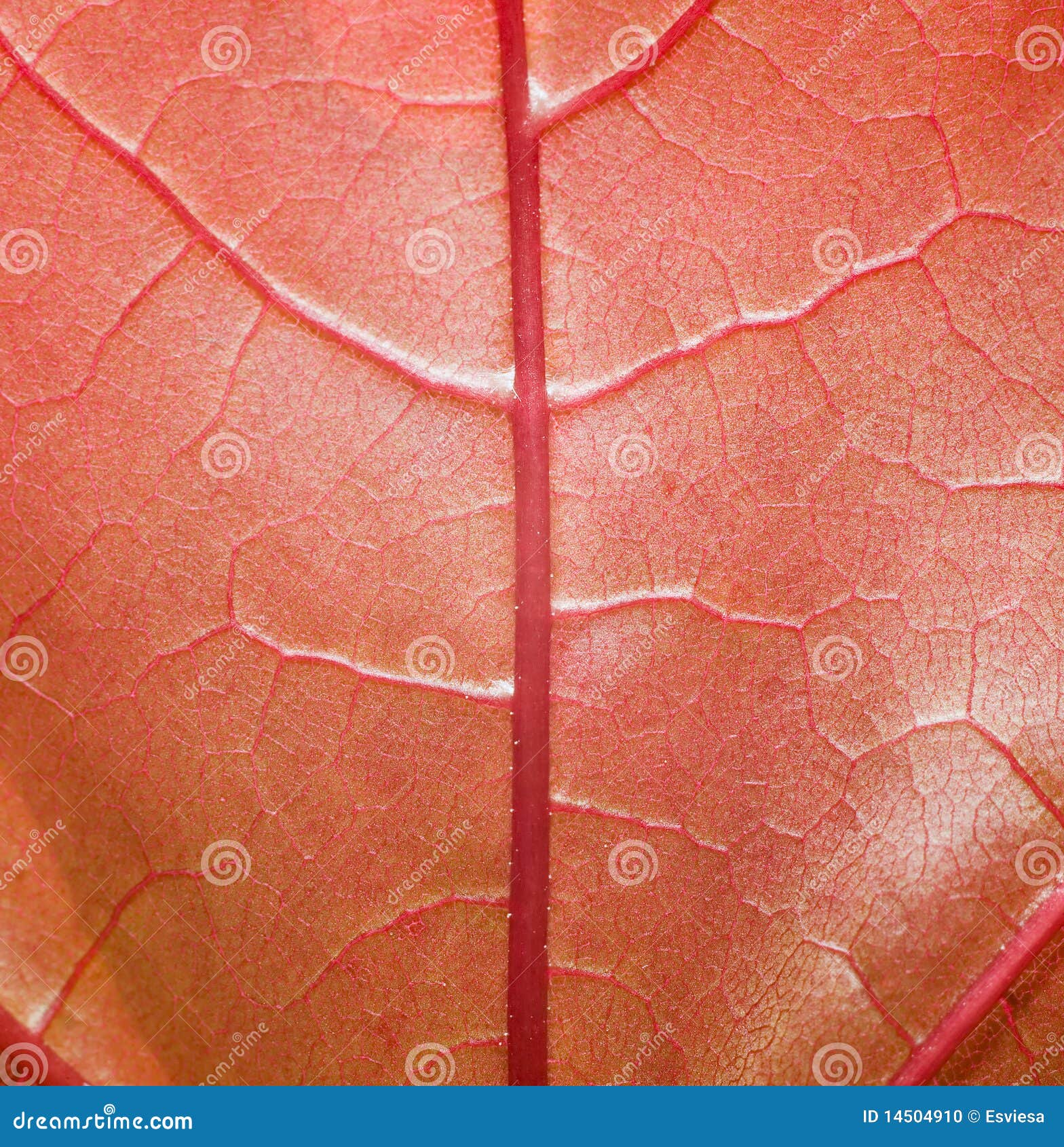 Texture of red leaf stock photo. Image of spring, flora - 14504910