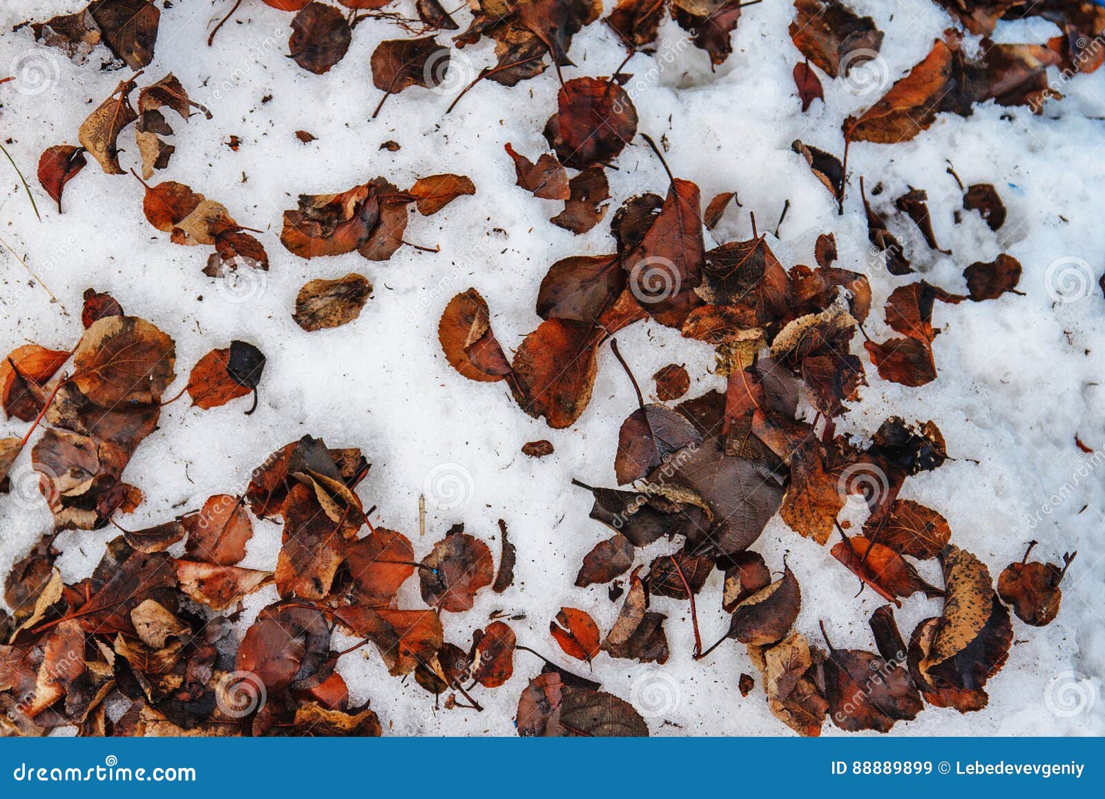 The Texture of the Red Leaves in the Snow Stock Image - Image of ...
