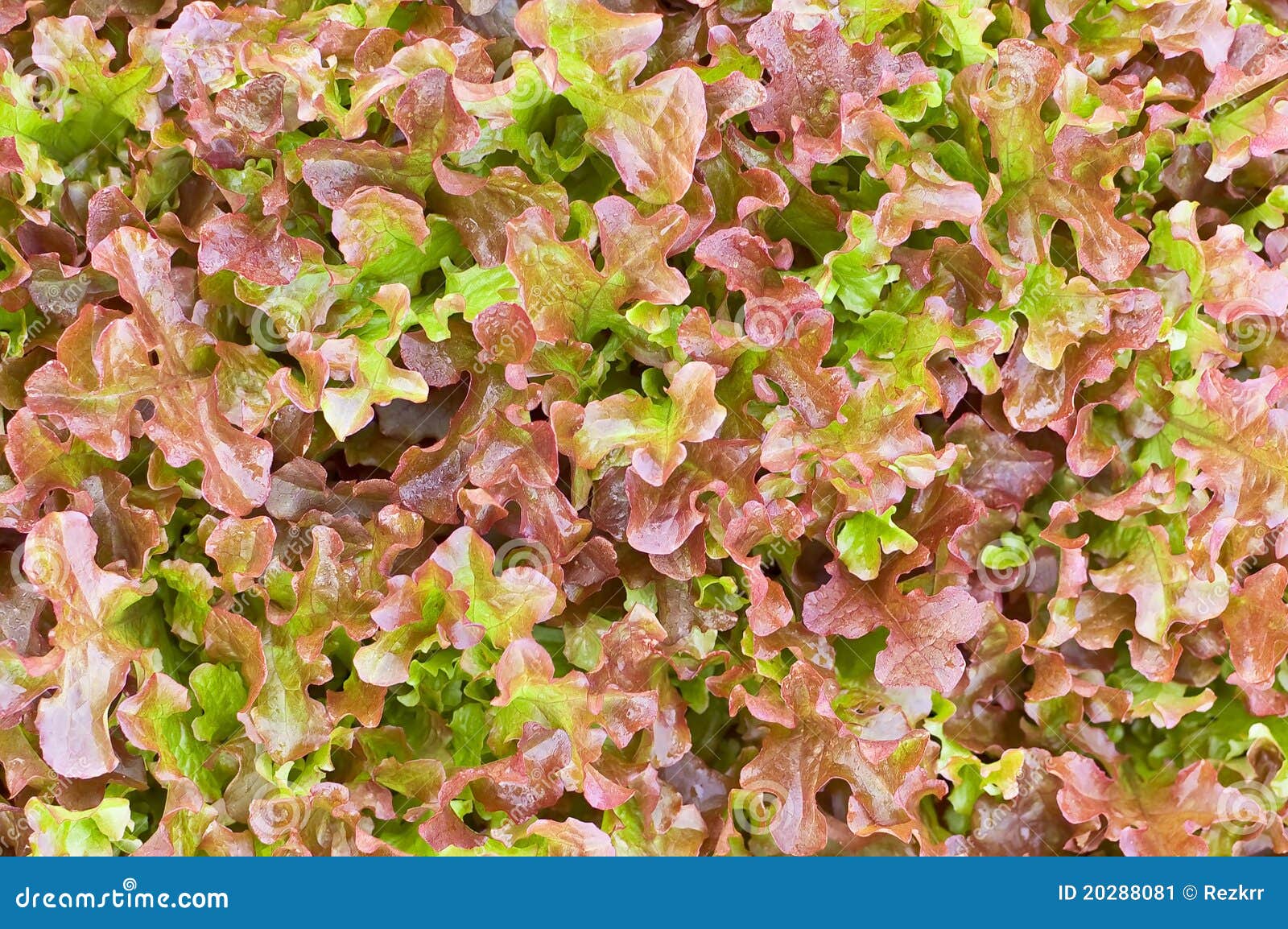 The texture of red lettuce stock image. Image of garden - 20288081