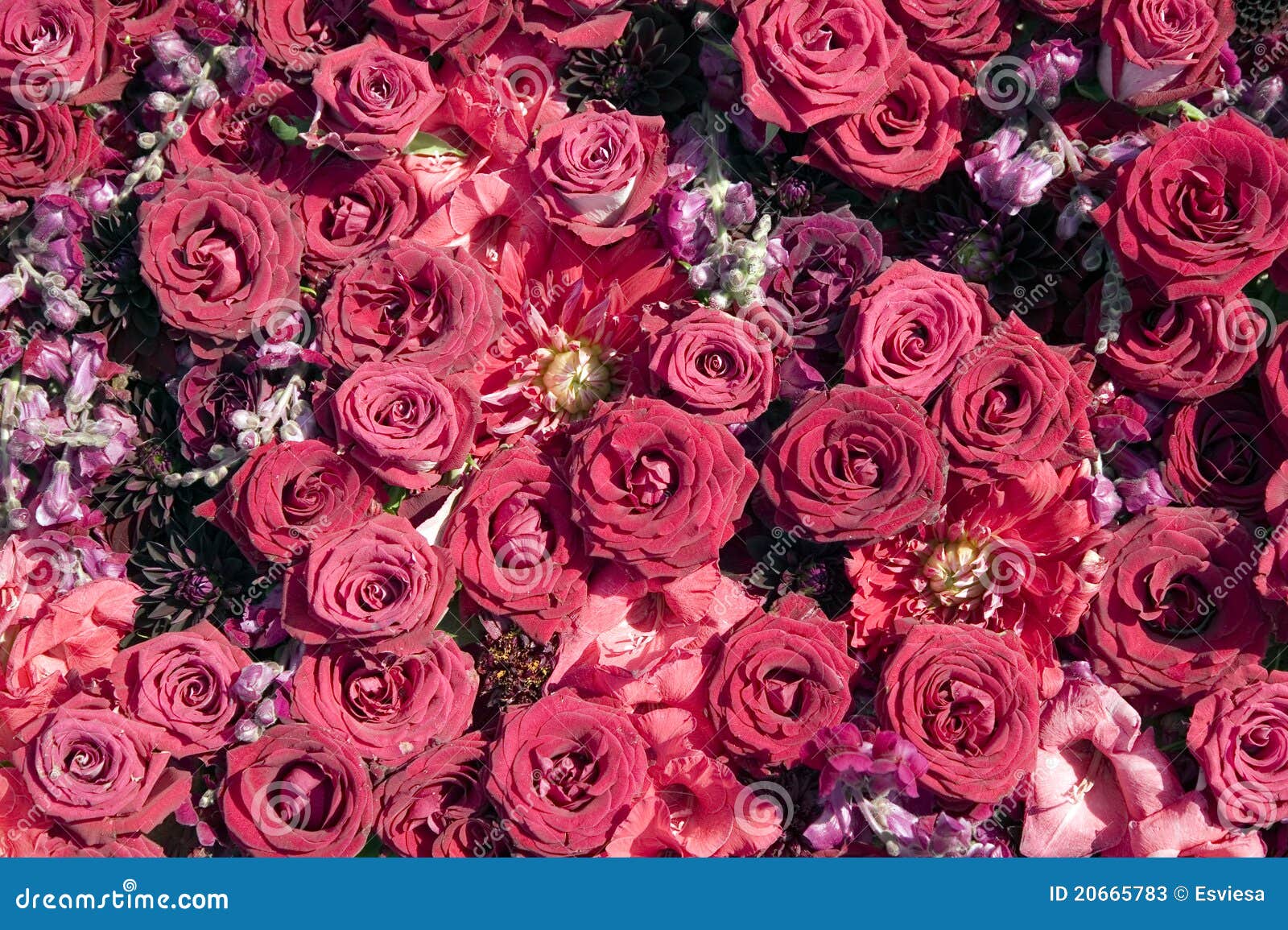 Texture of red roses stock image. Image of bloom, blossom - 20665783