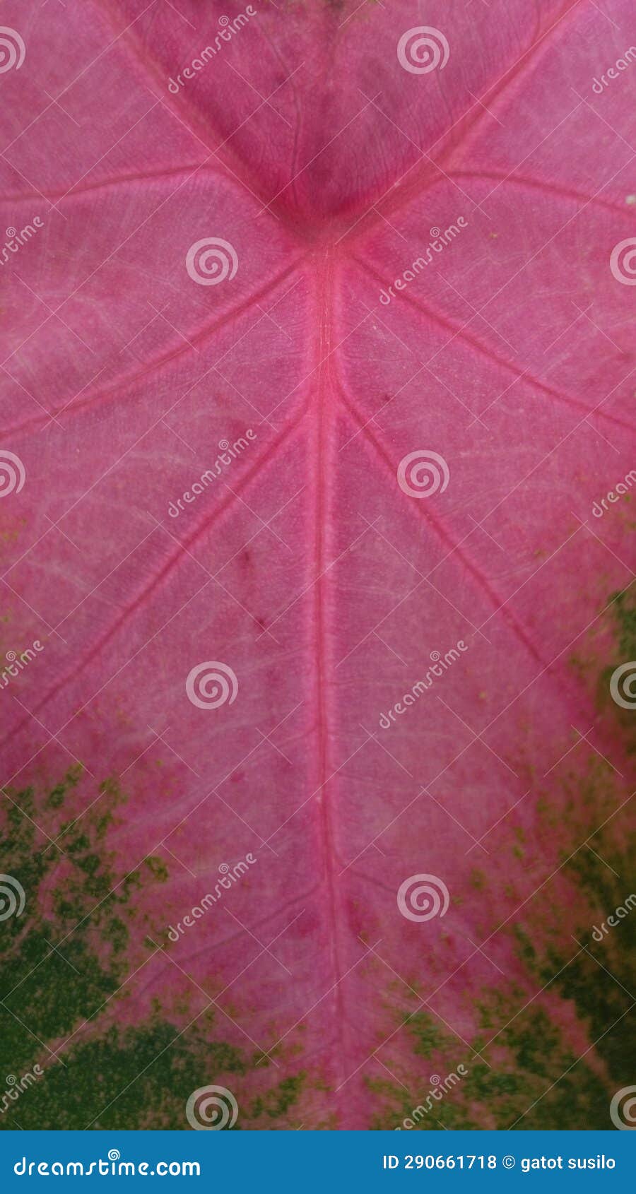 The Texture of Red Taro Leaves with the Latin Name Caladium Bicolor ...