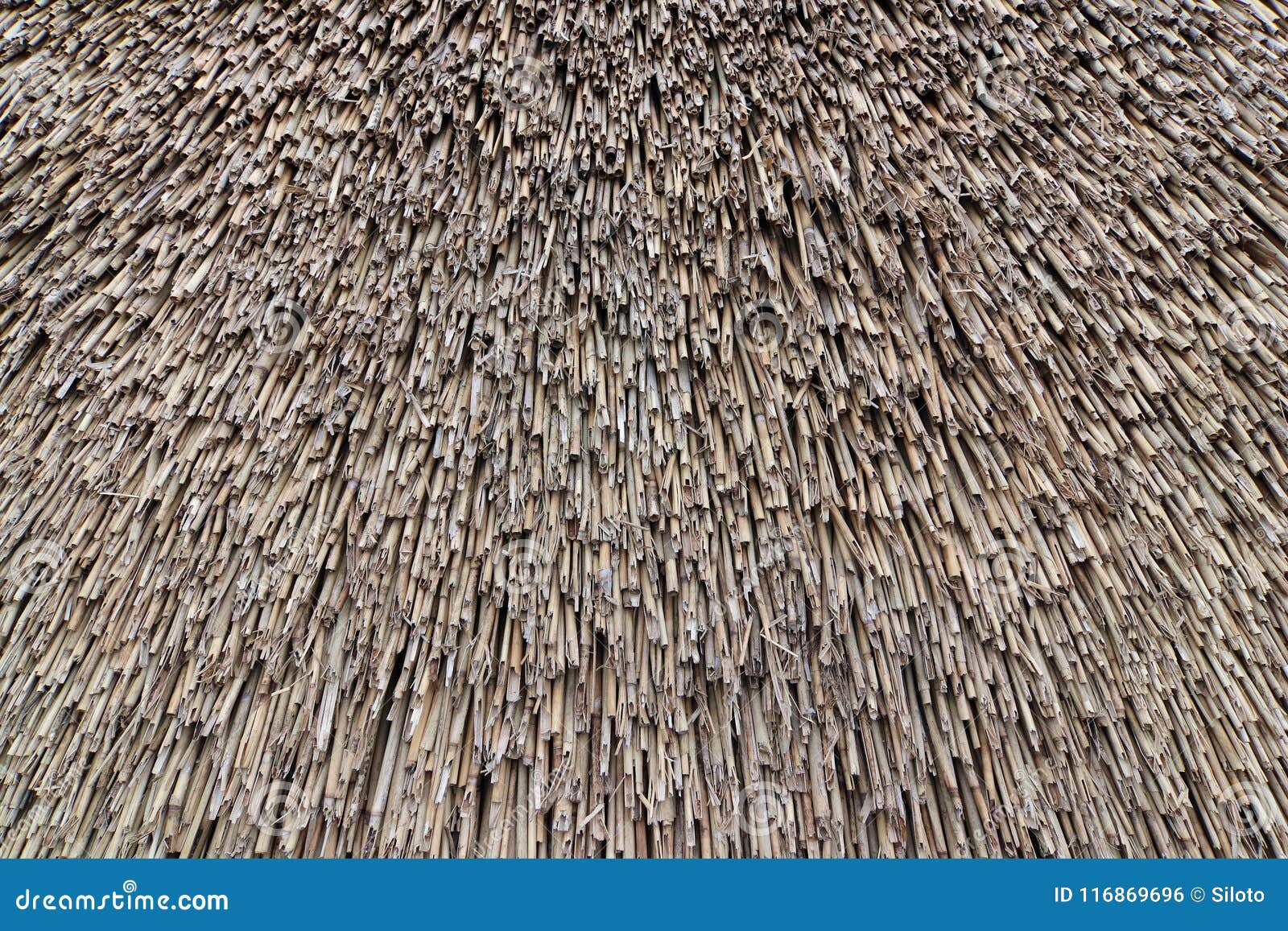 Texture of the reed roof stock photo. Image of texture - 116869696