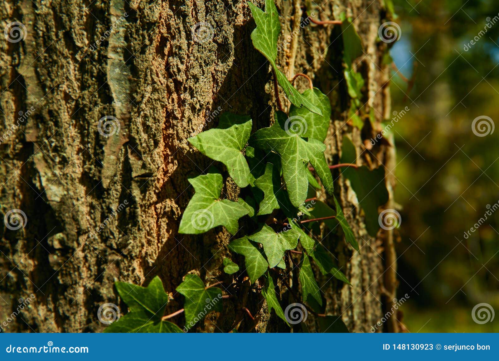 Texture in Relief of the Brown Bark of a Tree with Vine Climbing the ...