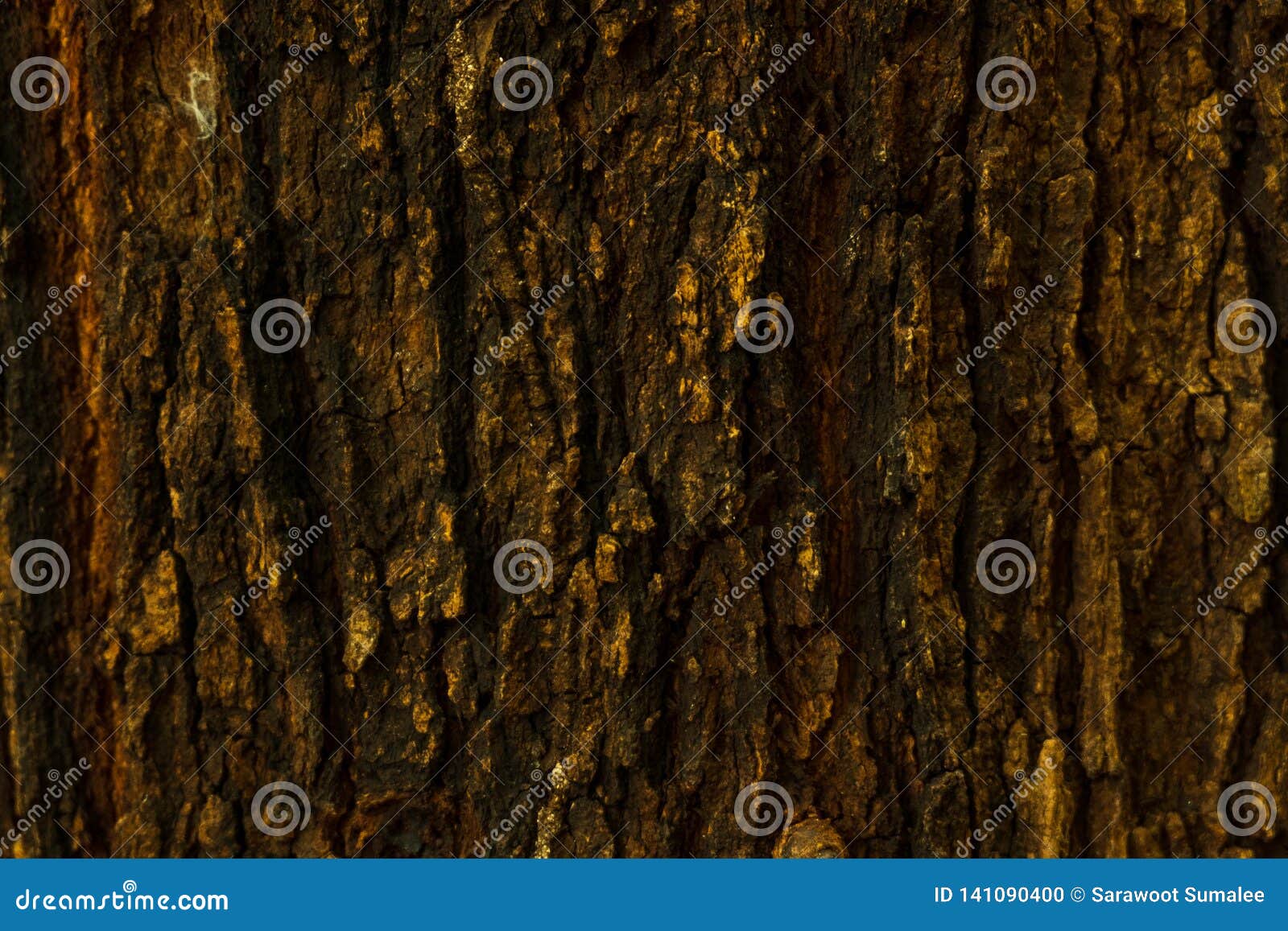 Texture of Resak Tembage Tree Background Tropical Tree and Botany ...