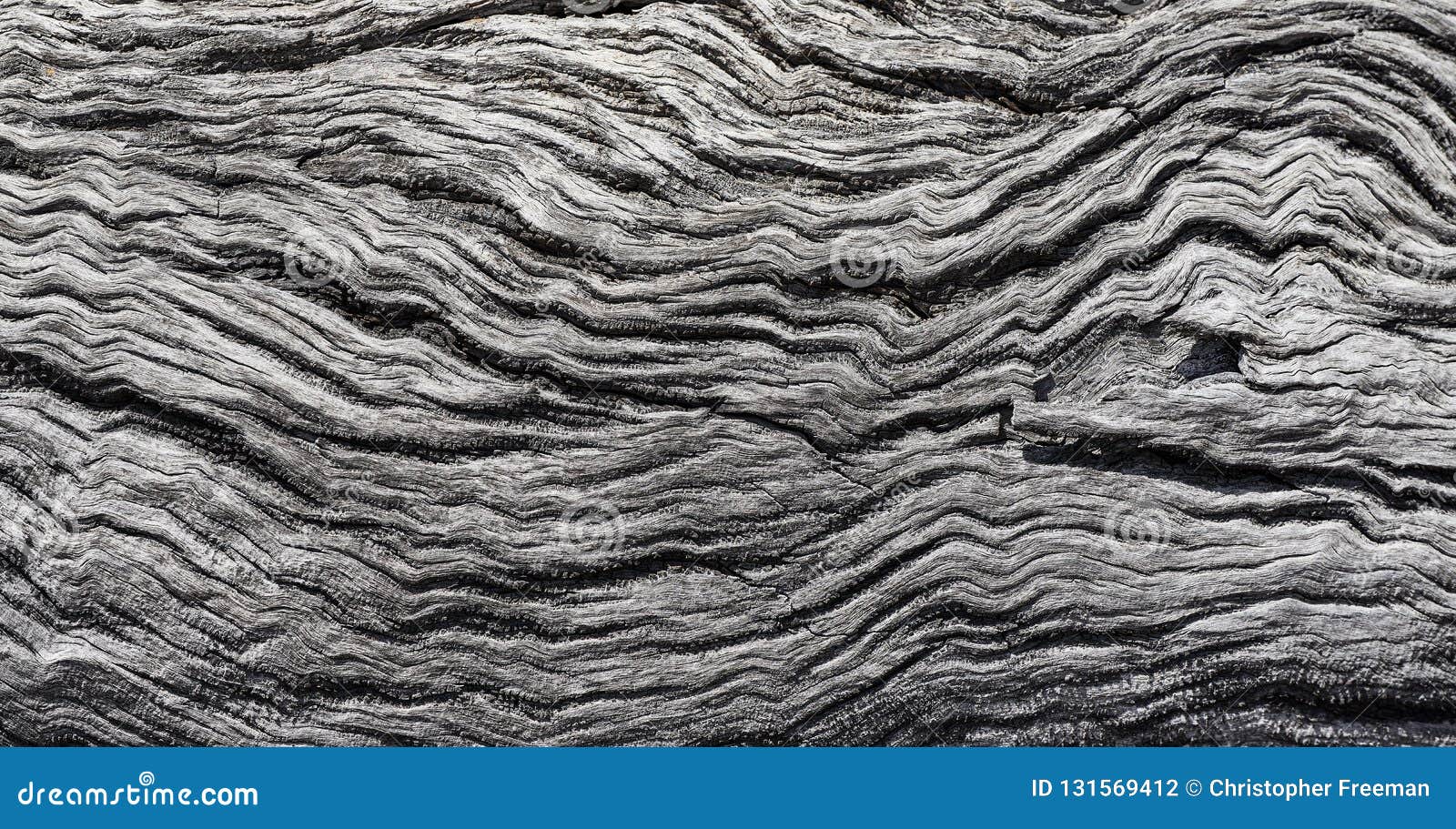 Close Up Texture of a Fallen Australian Gum Tree with Intricate Woven ...