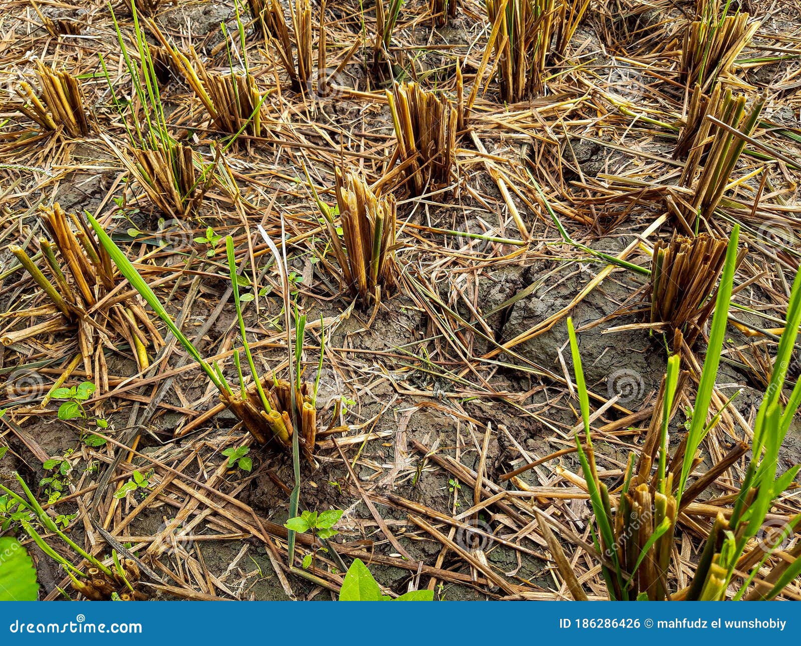 Texture of a rice field stock photo. Image of plant - 186286426