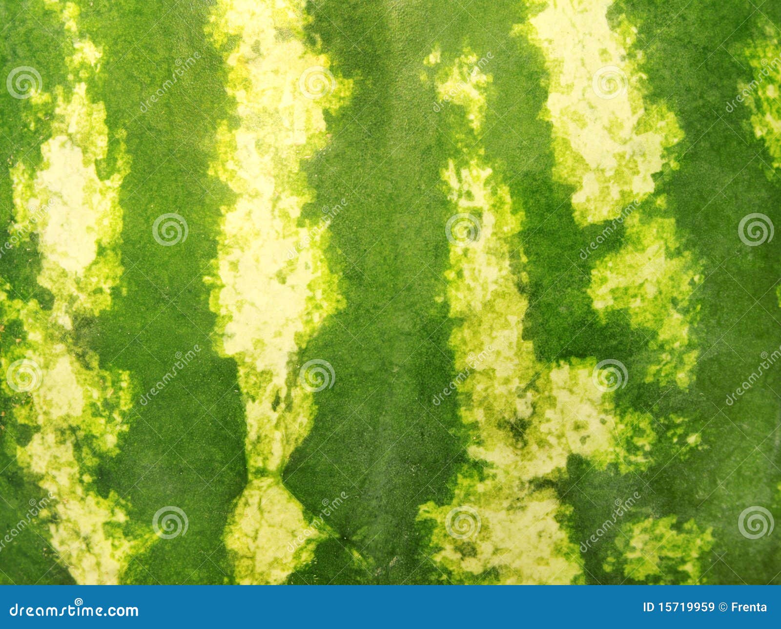 Texture of the Rind of Watermelon Stock Image - Image of healthy ...