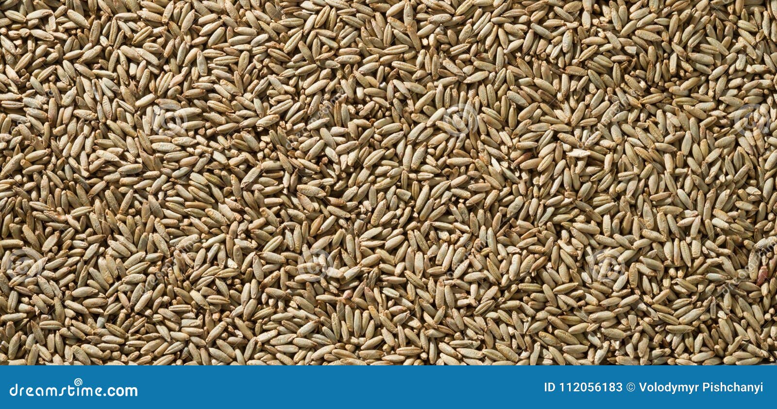 Texture of Ripe Dry Rye Grains Stock Image - Image of light, harvest ...